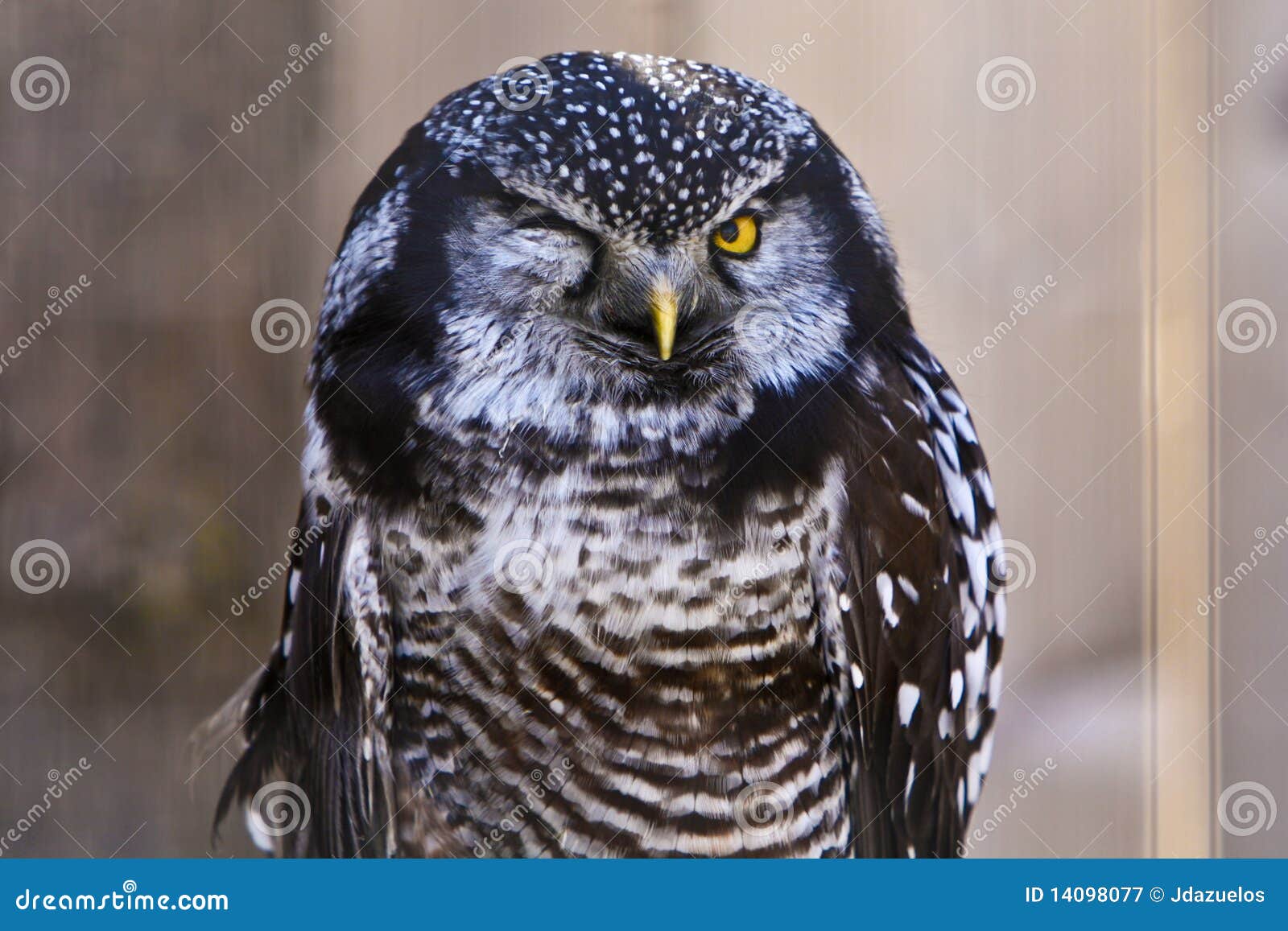 Funny Owl Winkingwith One Eye Stock Image - Image of animals, eared ...