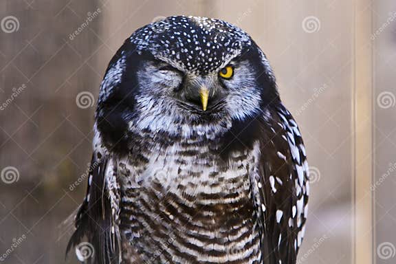 Funny Owl Winkingwith One Eye Stock Image - Image of animals, eared ...