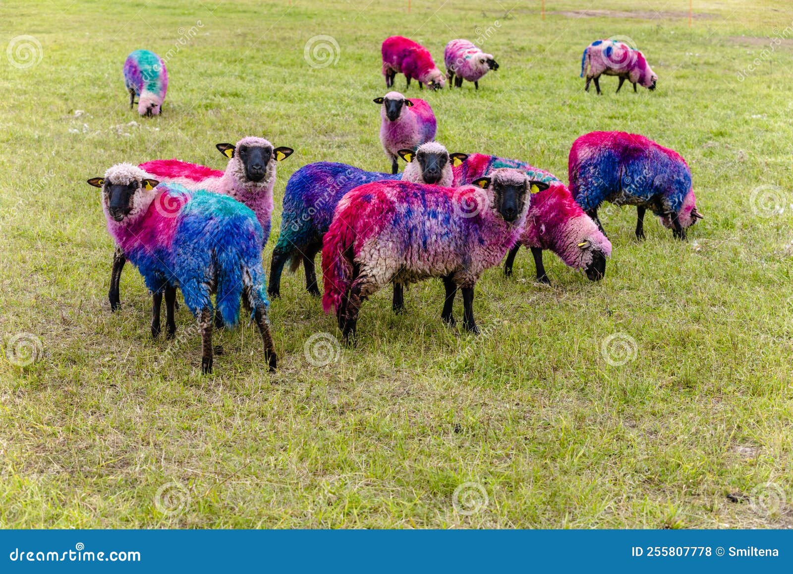 Funny Painted in Bright Colors Sheep Grazing in the Meadow Stock Photo ...