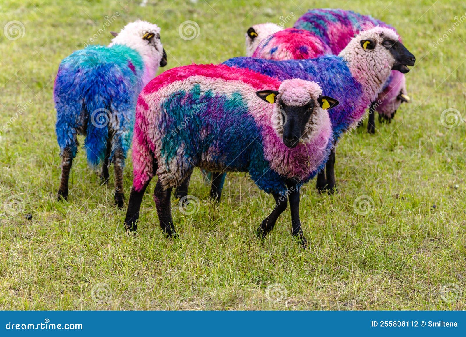 Funny Painted in Bright Colors Sheep Grazing in the Meadow Stock Photo ...