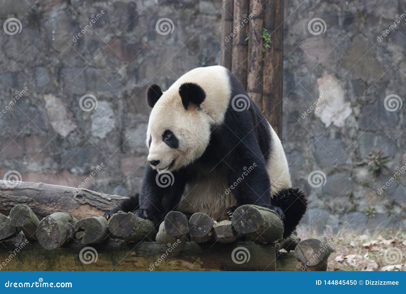 Close Up Serious Panda Cub in China Stock Photo - Image of black ...