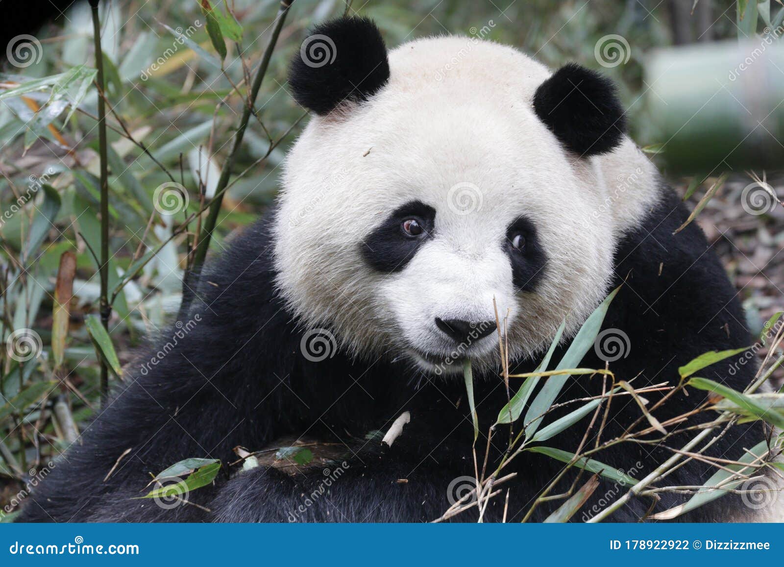 Cute Giant Panda in China stock photo. Image of ursidae - 178922922