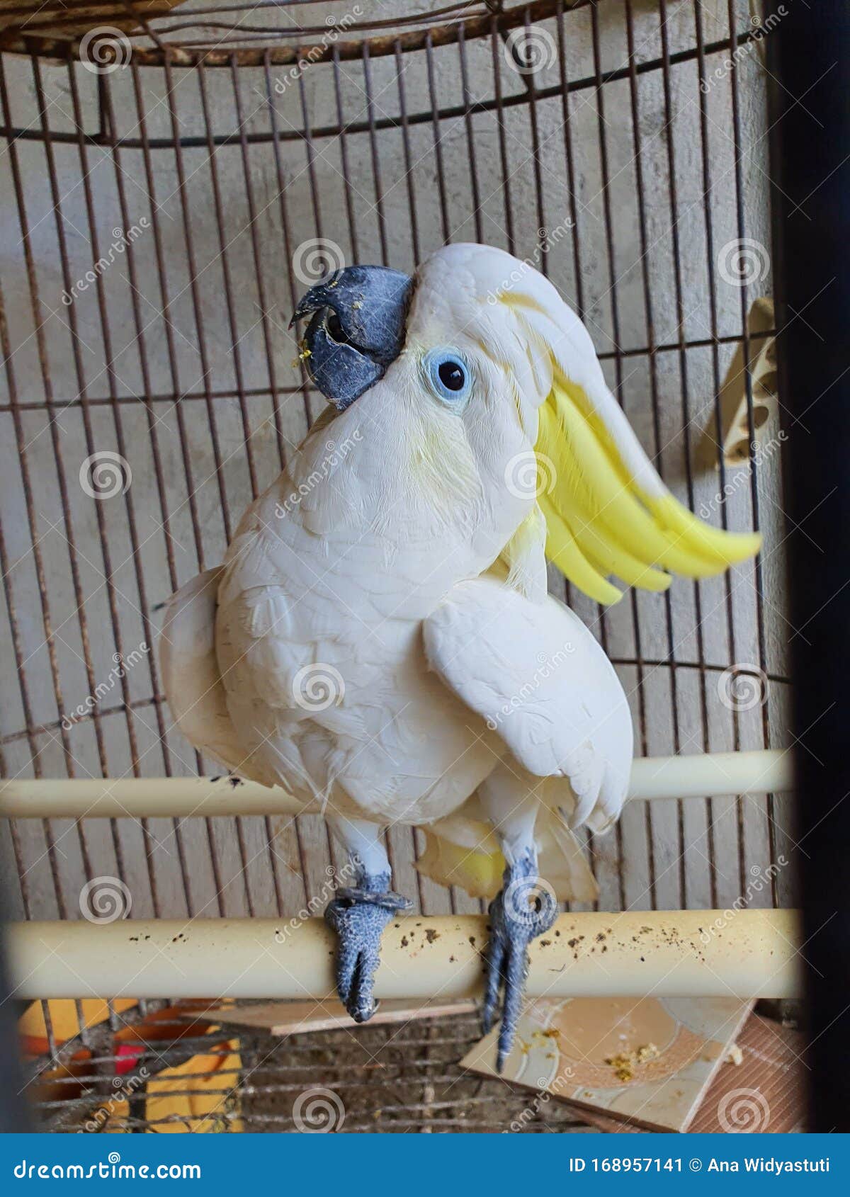 Parrot Dancing Stock Photos - Download 79 Royalty Free Photos