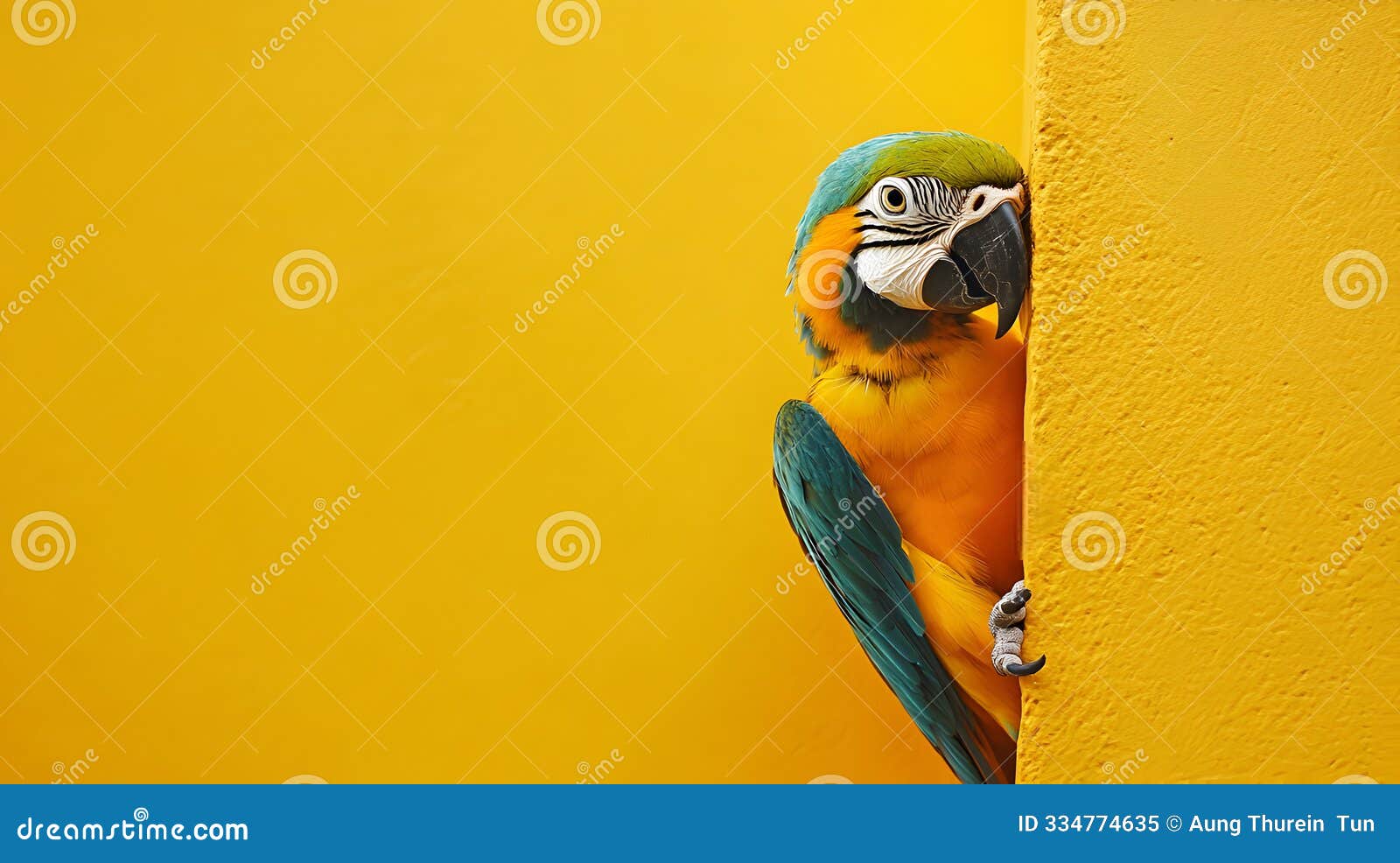 A Funny Parrot with an Isolated Background Stock Image - Image of ...