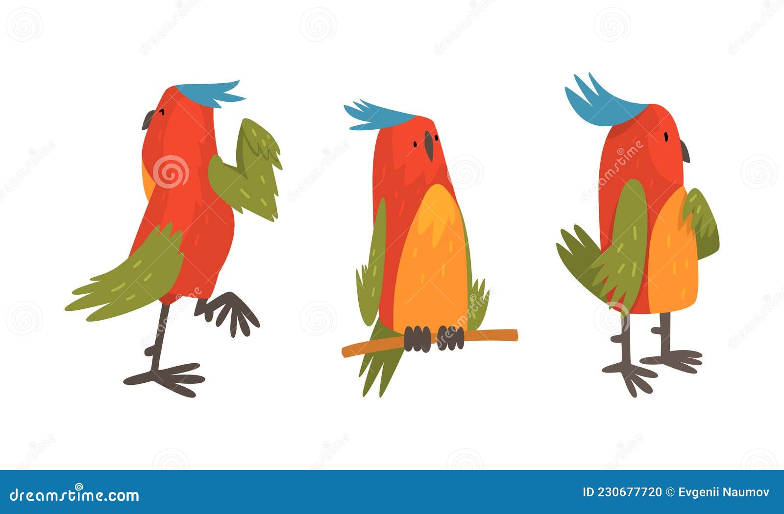 Funny Parrot Perching, Walking and Standing Vector Set Stock Vector ...