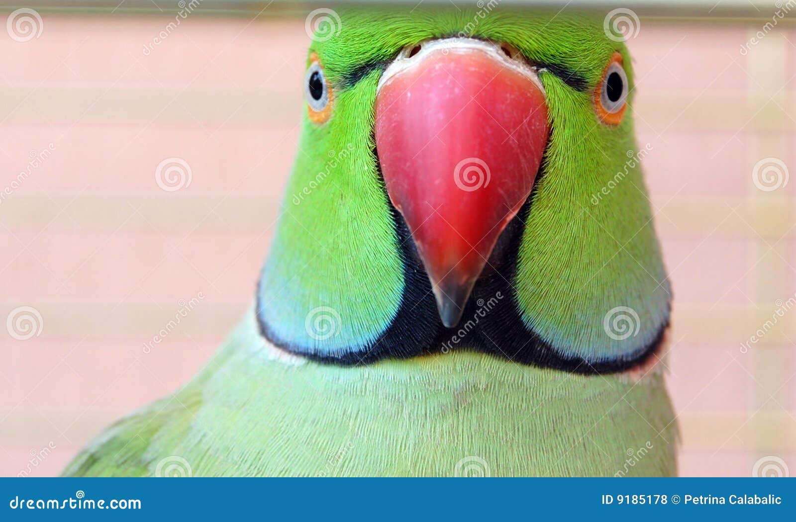 Funny Parrot Portrait Royalty Free Stock Photos - Image: 9185178