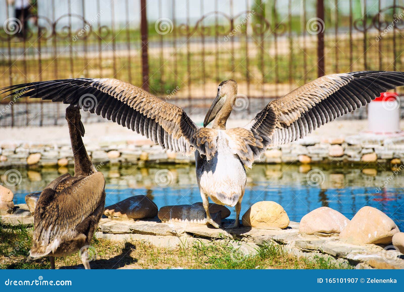 Funny pelican stock image. Image of wild, pelecanus - 165101907
