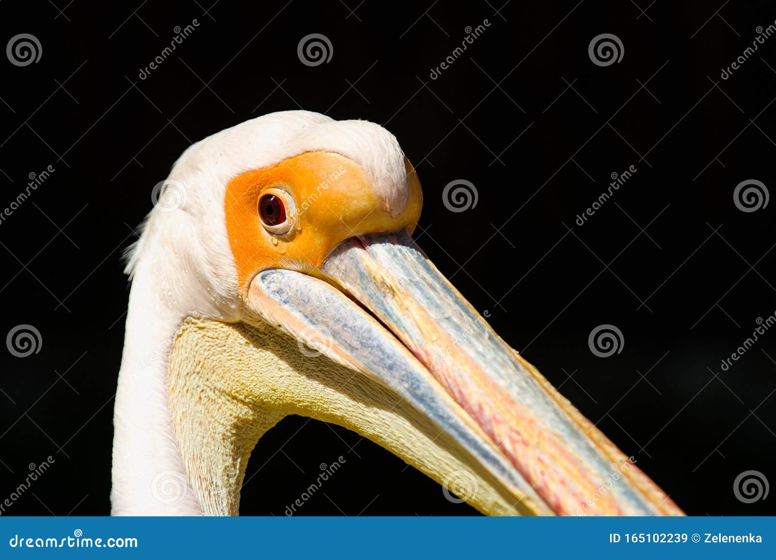 Funny pelican stock image. Image of pelican, wild, beautiful - 165102239
