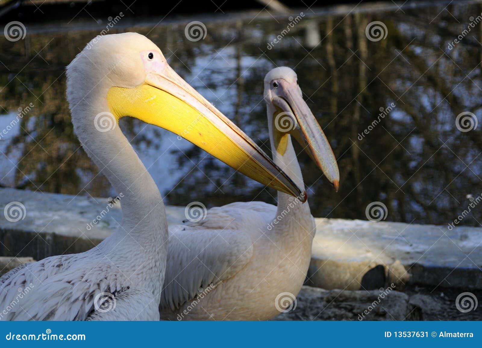 Funny pelicans family stock image. Image of couple, grace - 13537631