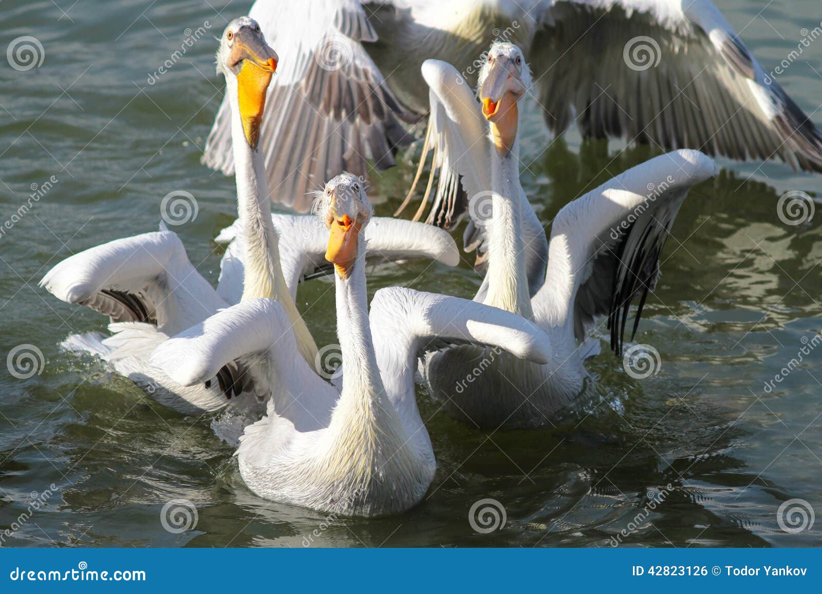 Funny pelicans stock photo. Image of lake, summer, blue - 42823126