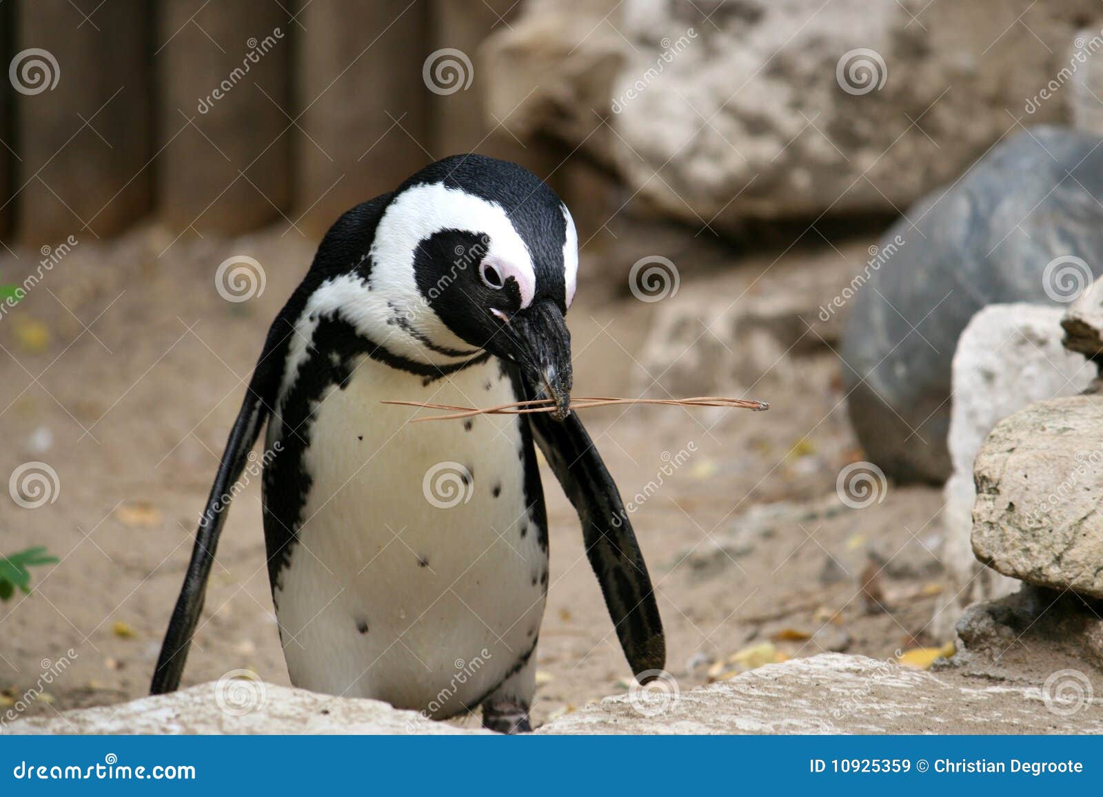 Funny Penguin stock image. Image of head, black, alive - 10925359