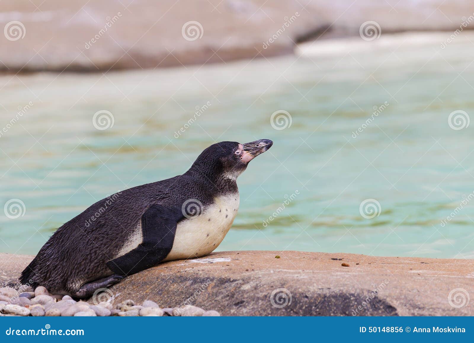 Funny penguins stock photo. Image of blue, london, play - 50148856