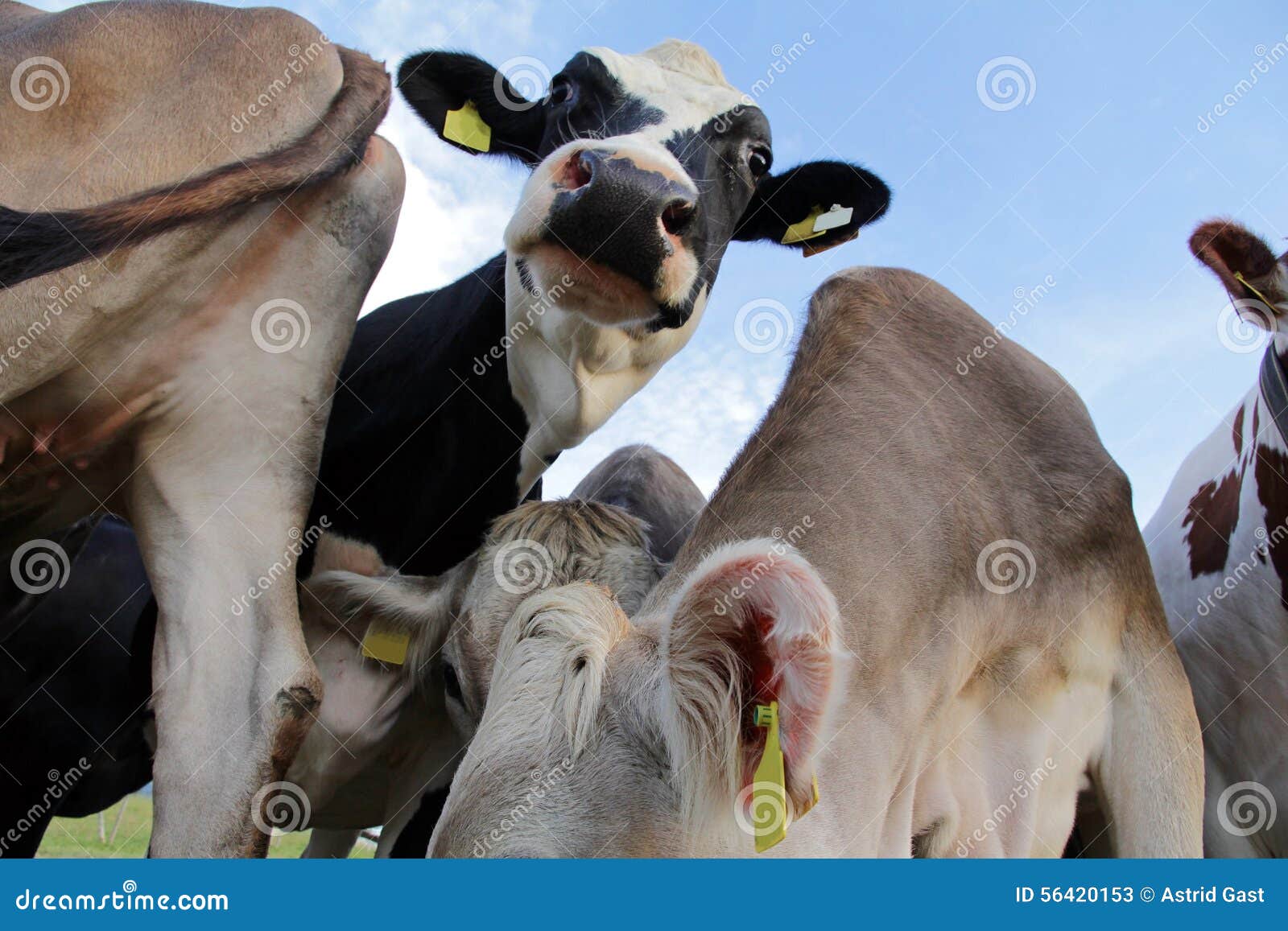 Funny perspective of cows stock image. Image of looking - 56420153
