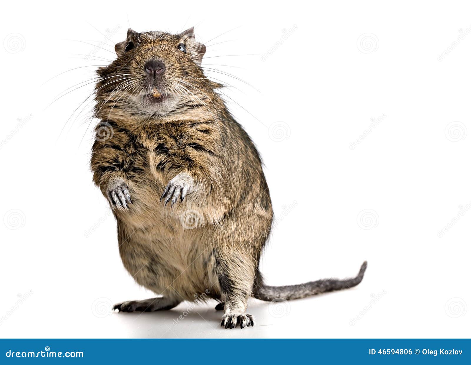 Funny Pet Degu Mouse with Yellow Teeth Stock Photo - Image of mouth ...