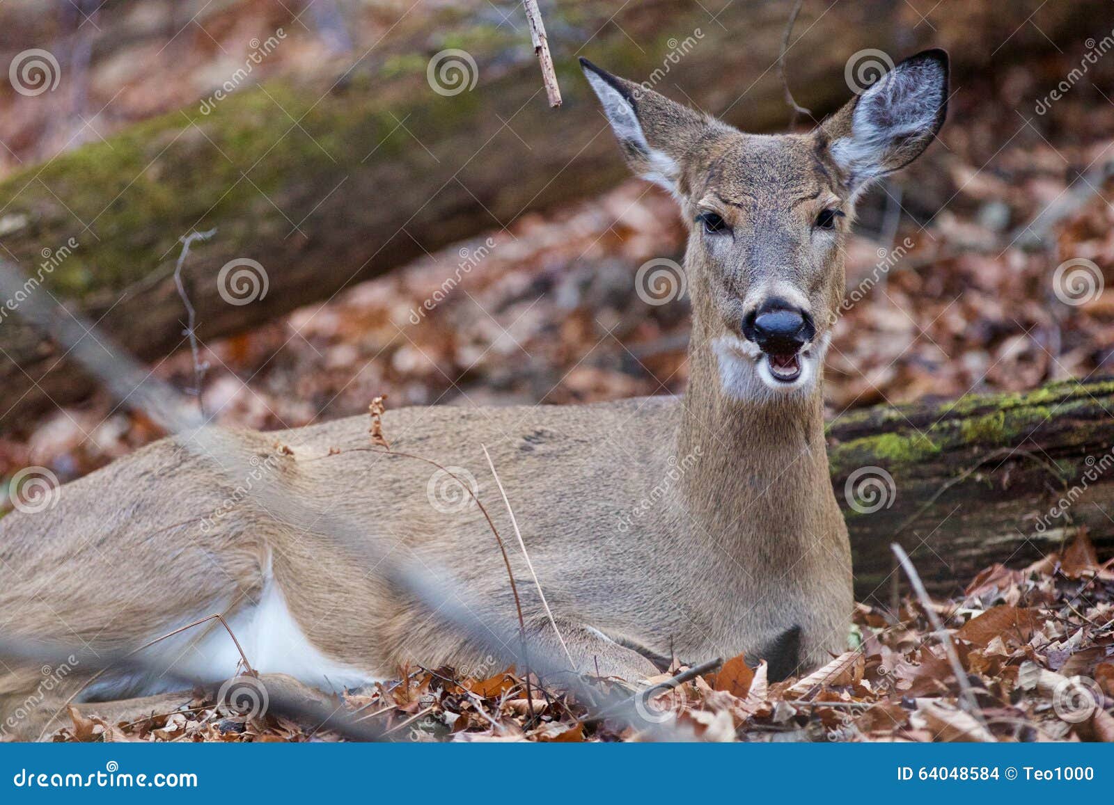 Funny Picture of a Deer with an Open Mouth Stock Photo - Image of ...