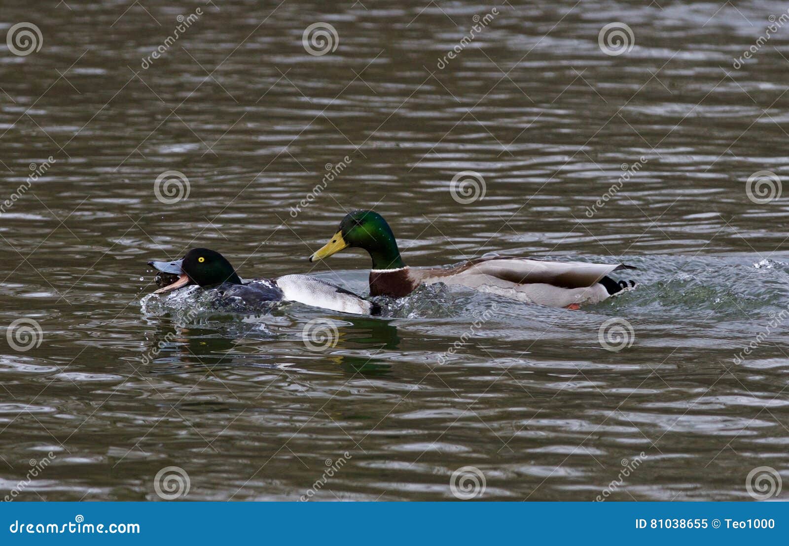 Funny Picture of a Duck Chasing Another Stock Image - Image of yellow ...