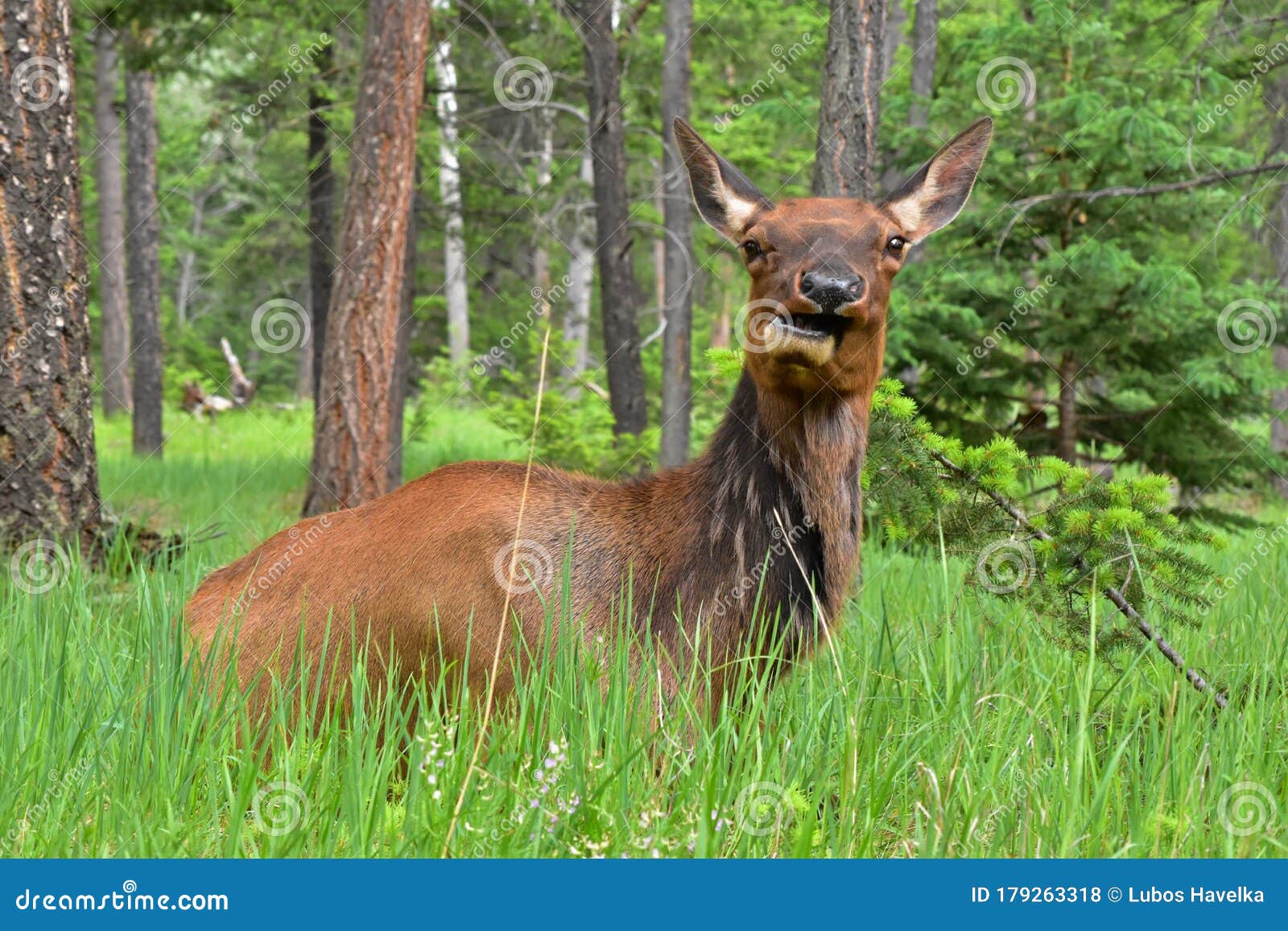 Funny Picture of the Elk in Chewing in Forest Stock Photo - Image of ...