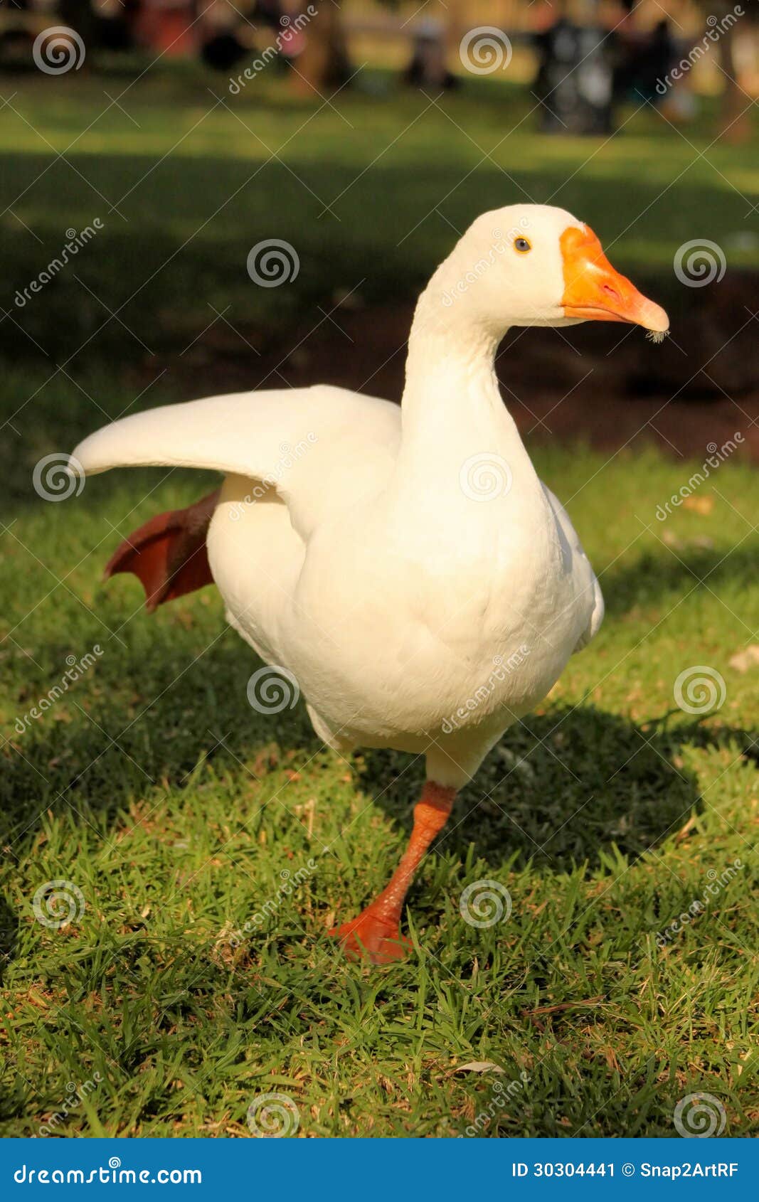 Ballerina Goose stock image. Image of geese, animal, eyes - 30304441