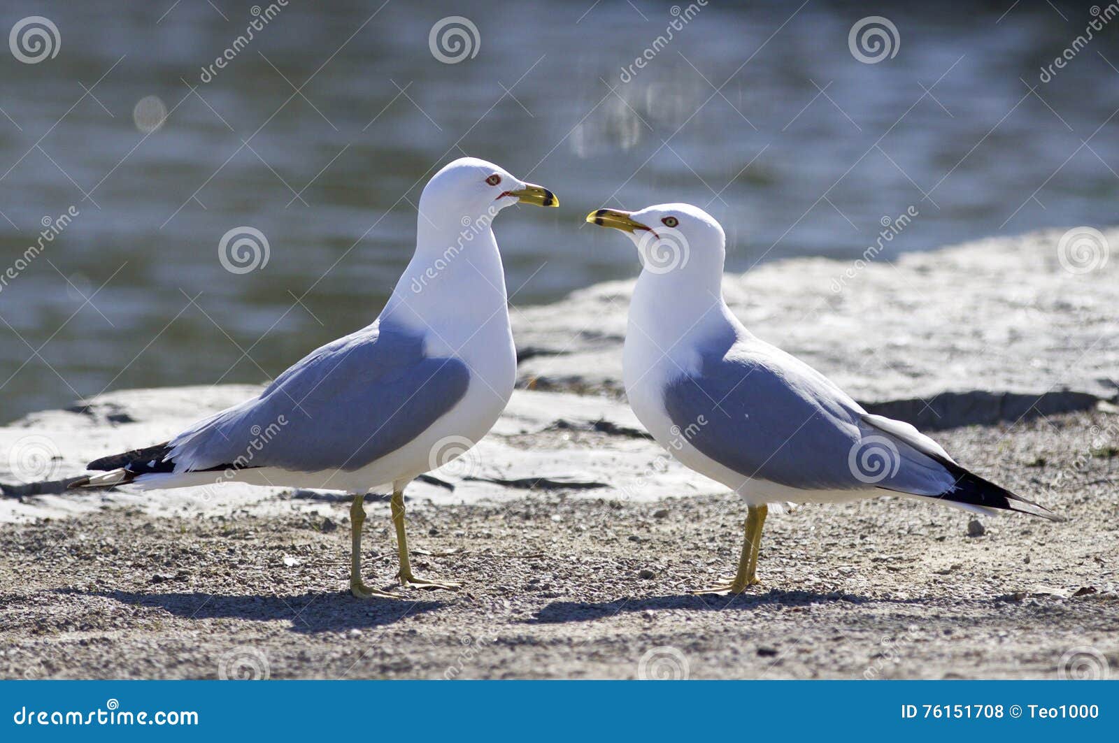 Funny Picture with the Gulls in Love Stock Photo - Image of gull ...
