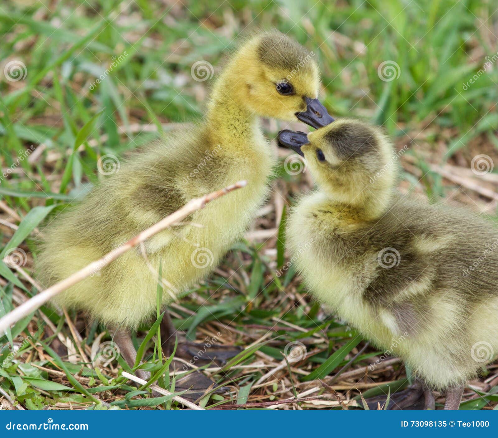 Funny Picture with Two Young Chicks of the Canada Geese in Love Stock ...