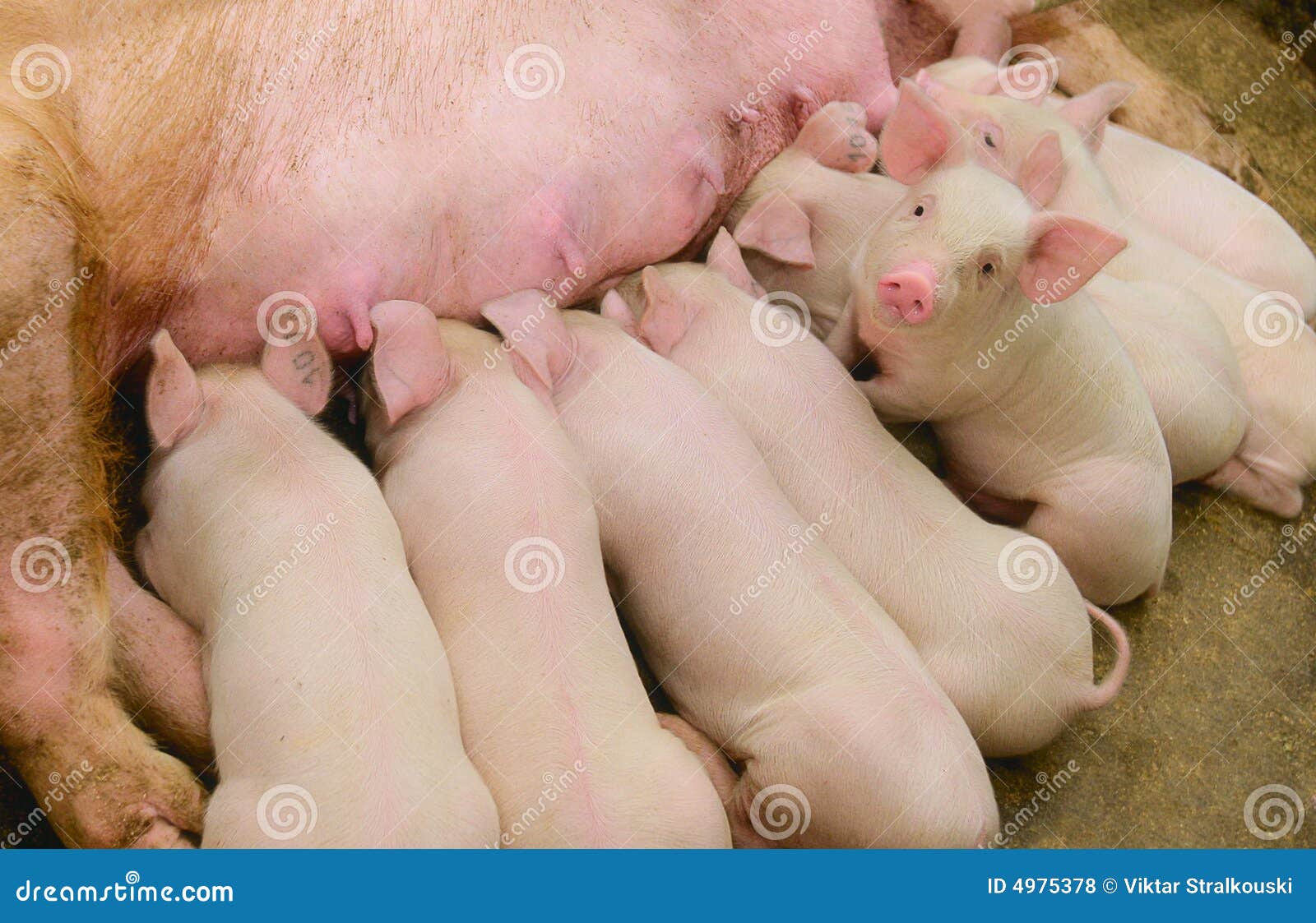 Funny pig stock photo. Image of meat, pink, piglet, piggy - 4975378