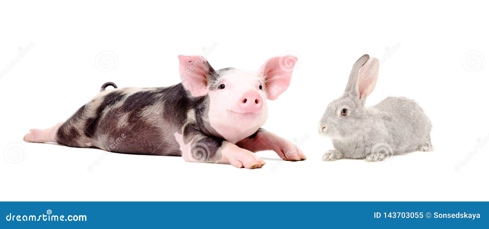 Funny Pig and Cute Rabbit Lying Together Stock Image - Image of ...