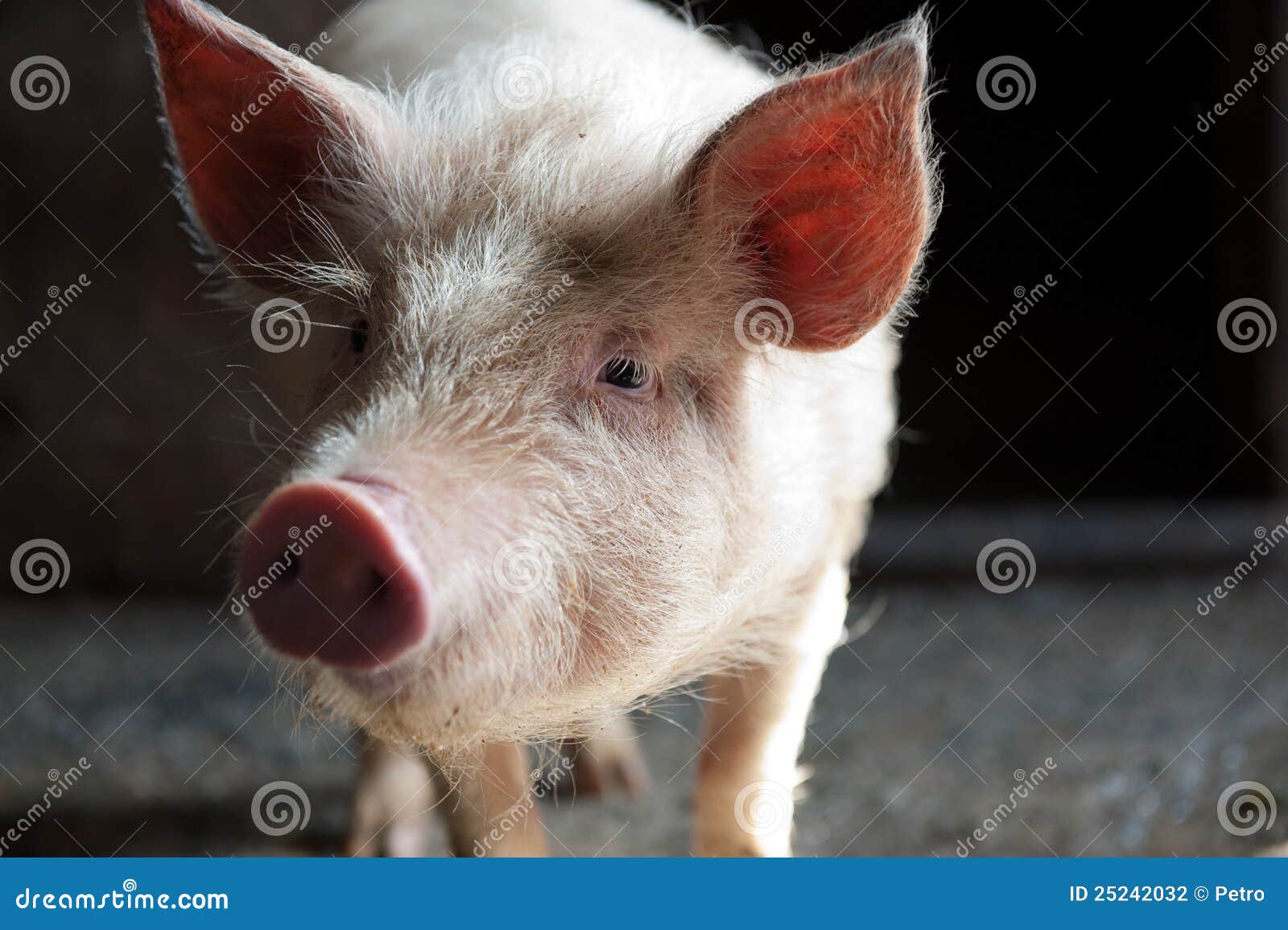 4,147 Funny Pig Face Photos - Free & Royalty-Free Stock Photos from ...
