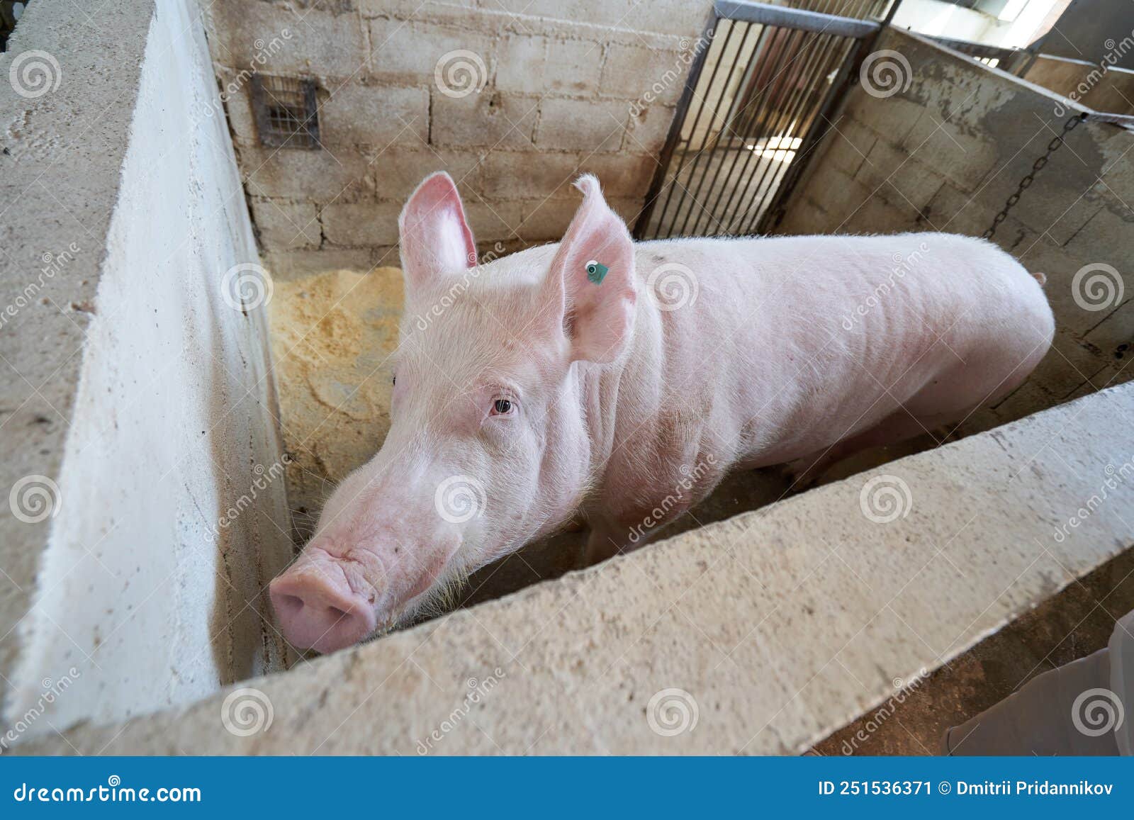 Funny Pig Looking at the Camera on the Farm Stock Image - Image of ...