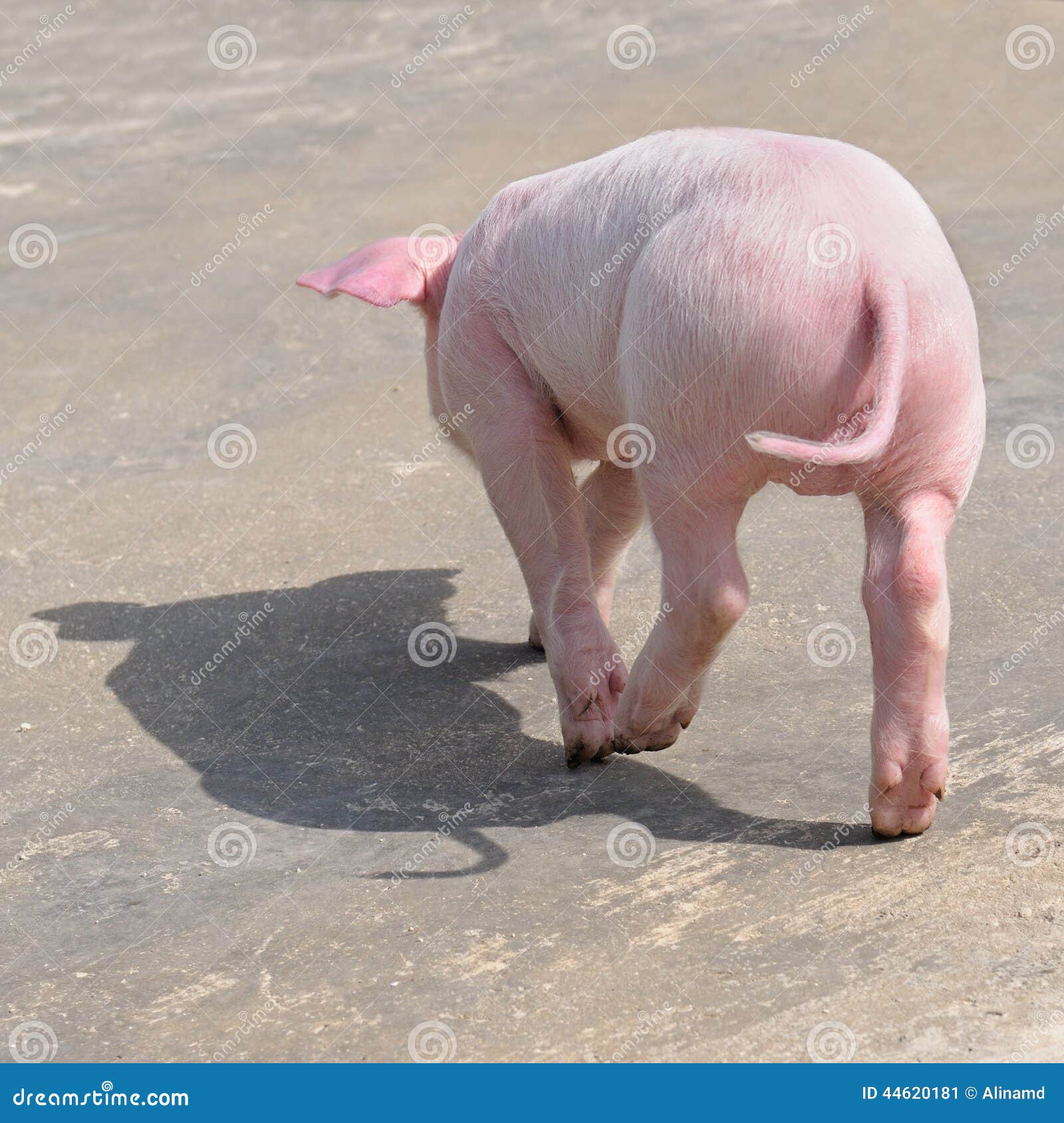 Funny pig , rear view stock image. Image of ears, piggy - 44620181