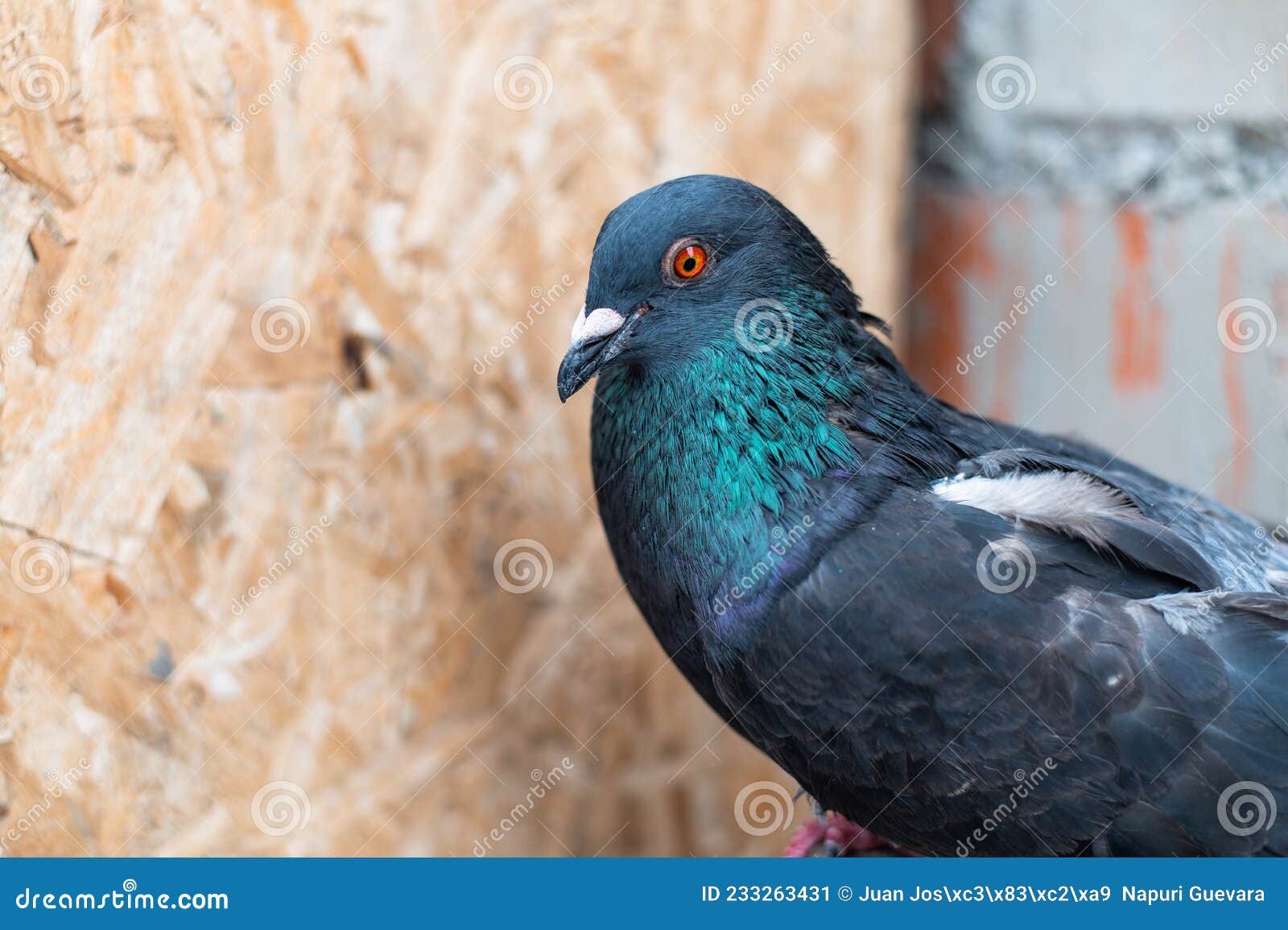 Funny Pigeon that Looks Like it S Talking. Stock Image - Image of grey ...
