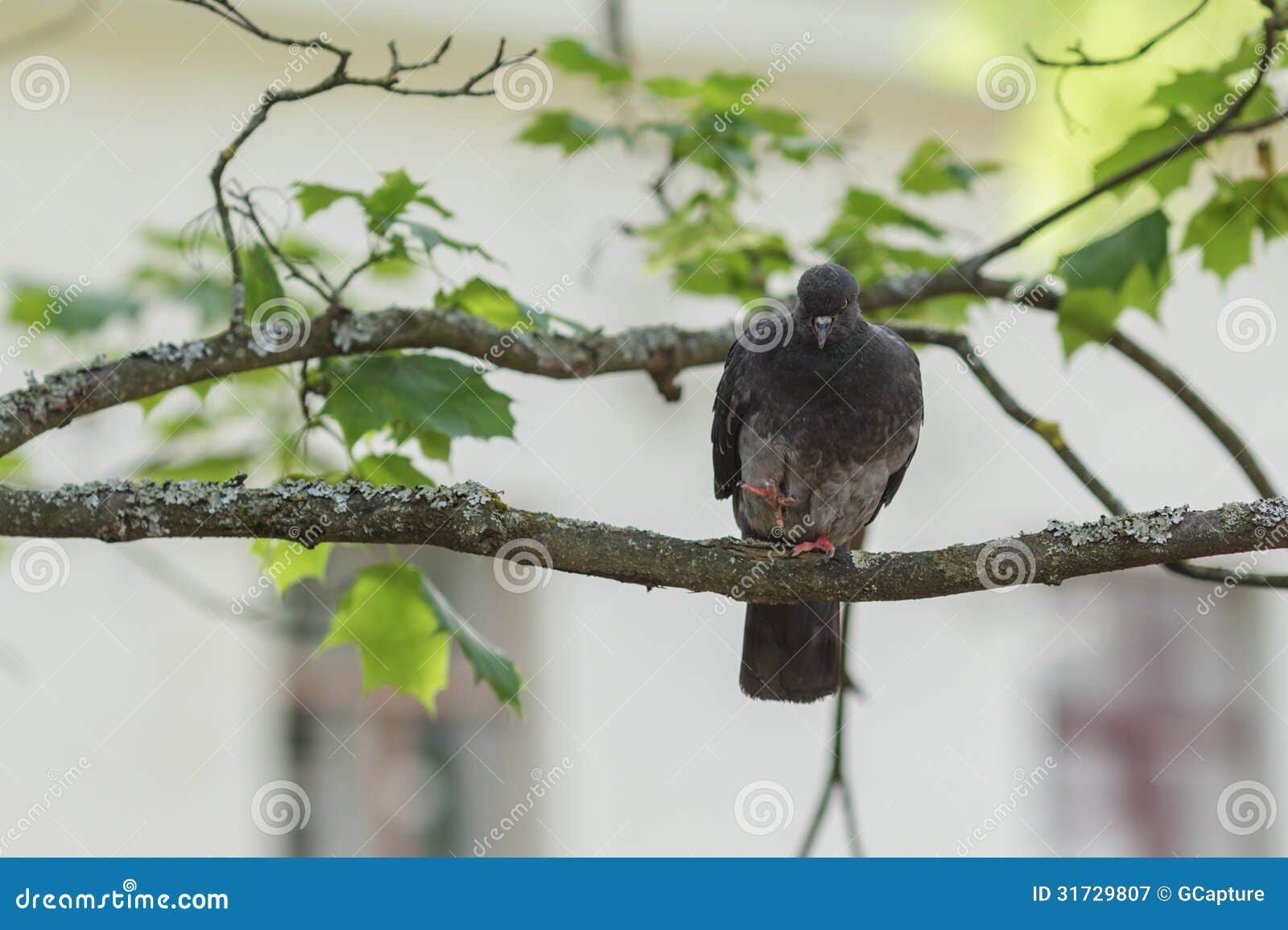Funny Pigeon Sitting on Tree Branch Stock Image - Image of single, tree ...