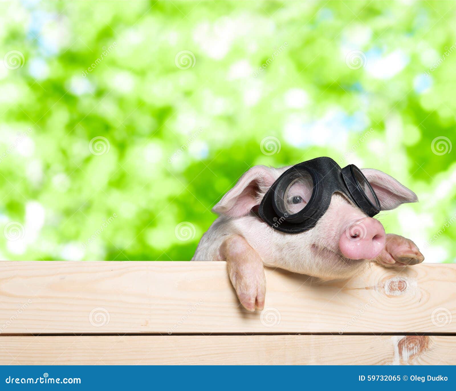 Funny piglet stock image. Image of small, farm, snout - 59732065