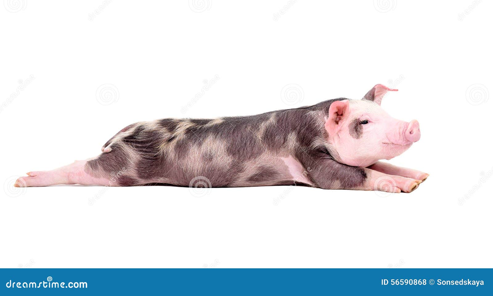 Funny Piglet is Stretching His Hind Legs Stock Photo - Image of ...