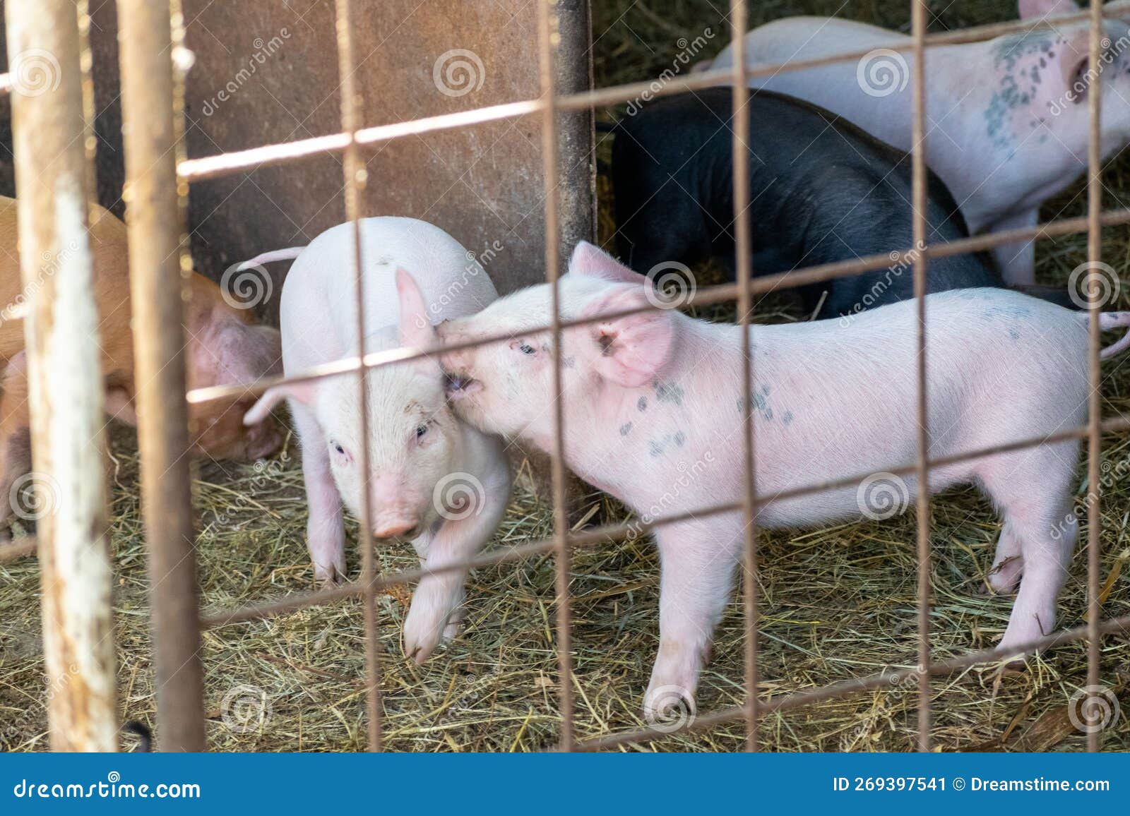Funny Piglets in the Farm Behind the Fence Stock Image - Image of ...