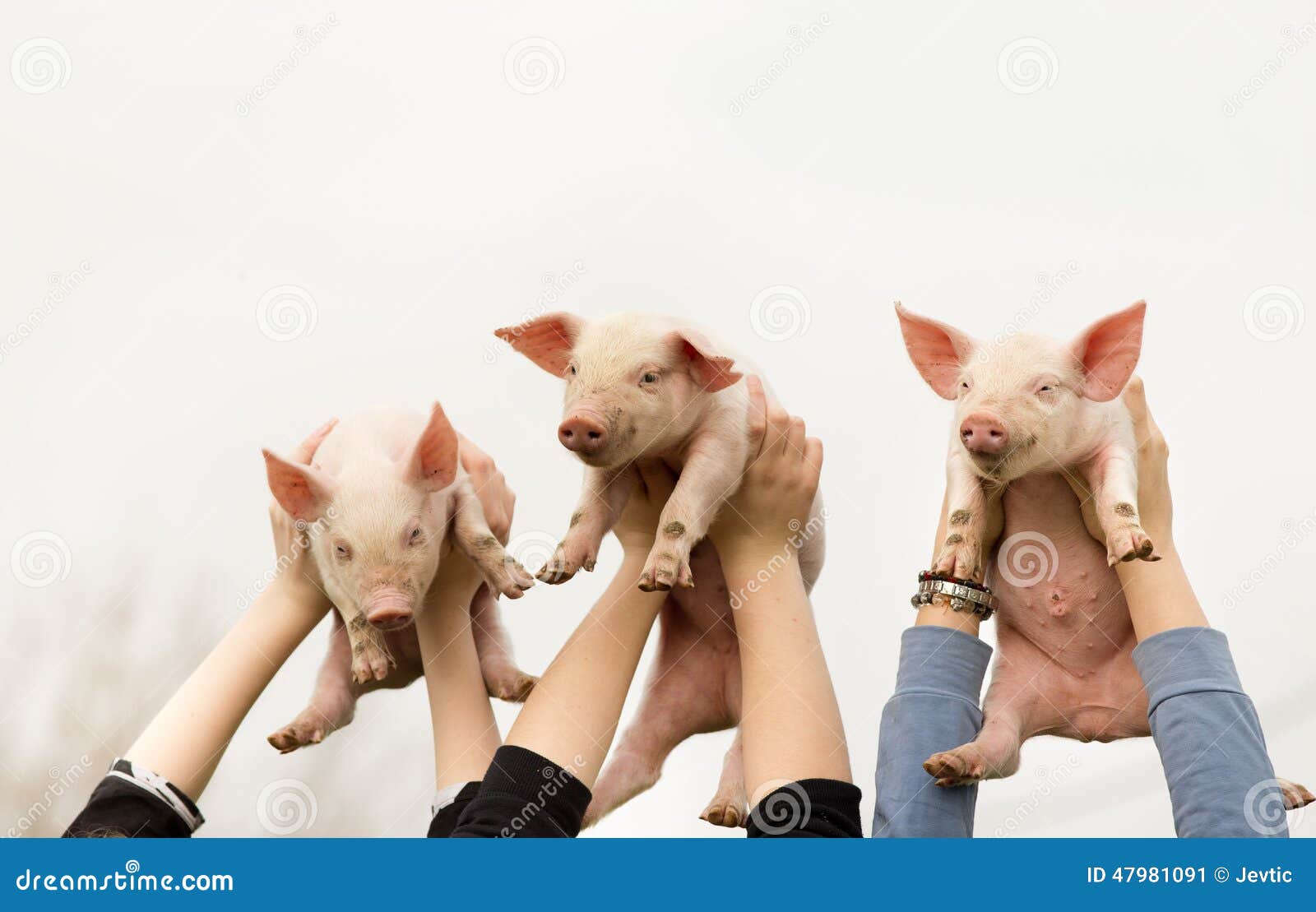Funny piglets stock image. Image of lovely, hands, affection - 47981091