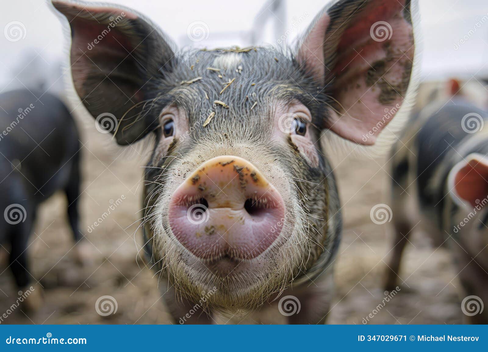 Funny pigs on a pig farm stock image. Image of nature - 347029671