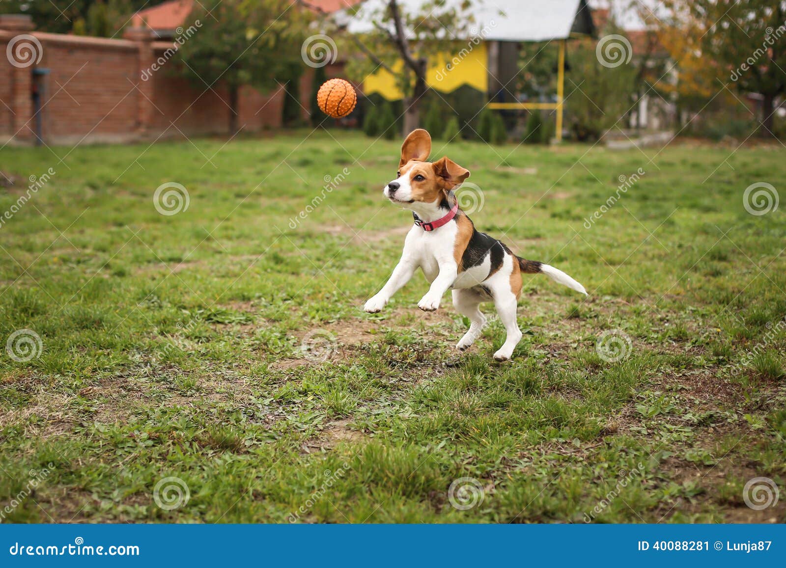 Funny Playful Beagle Dog stock image. Image of meadow - 40088281
