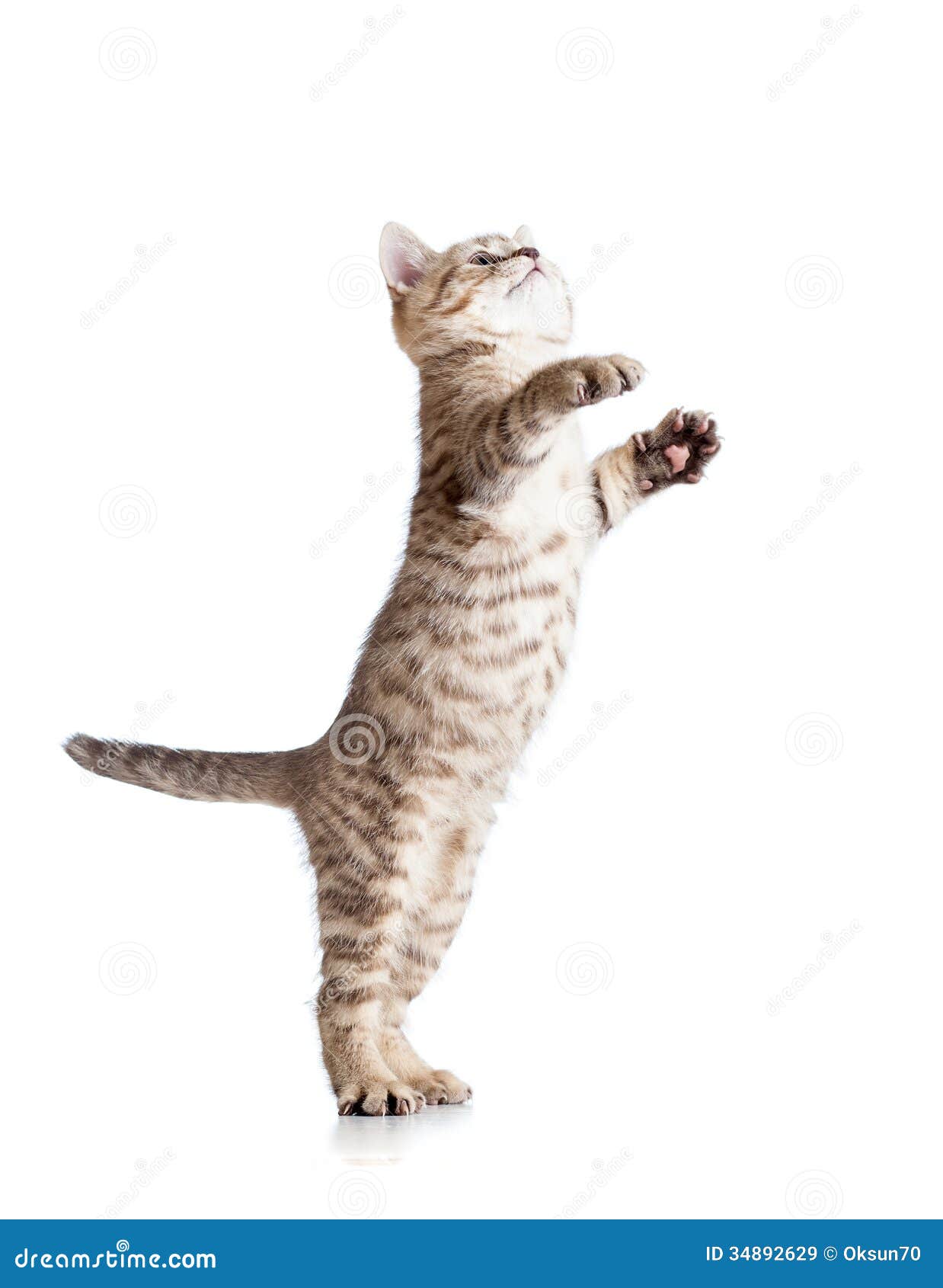 Funny playful cat standing stock image. Image of cuddly - 34892629