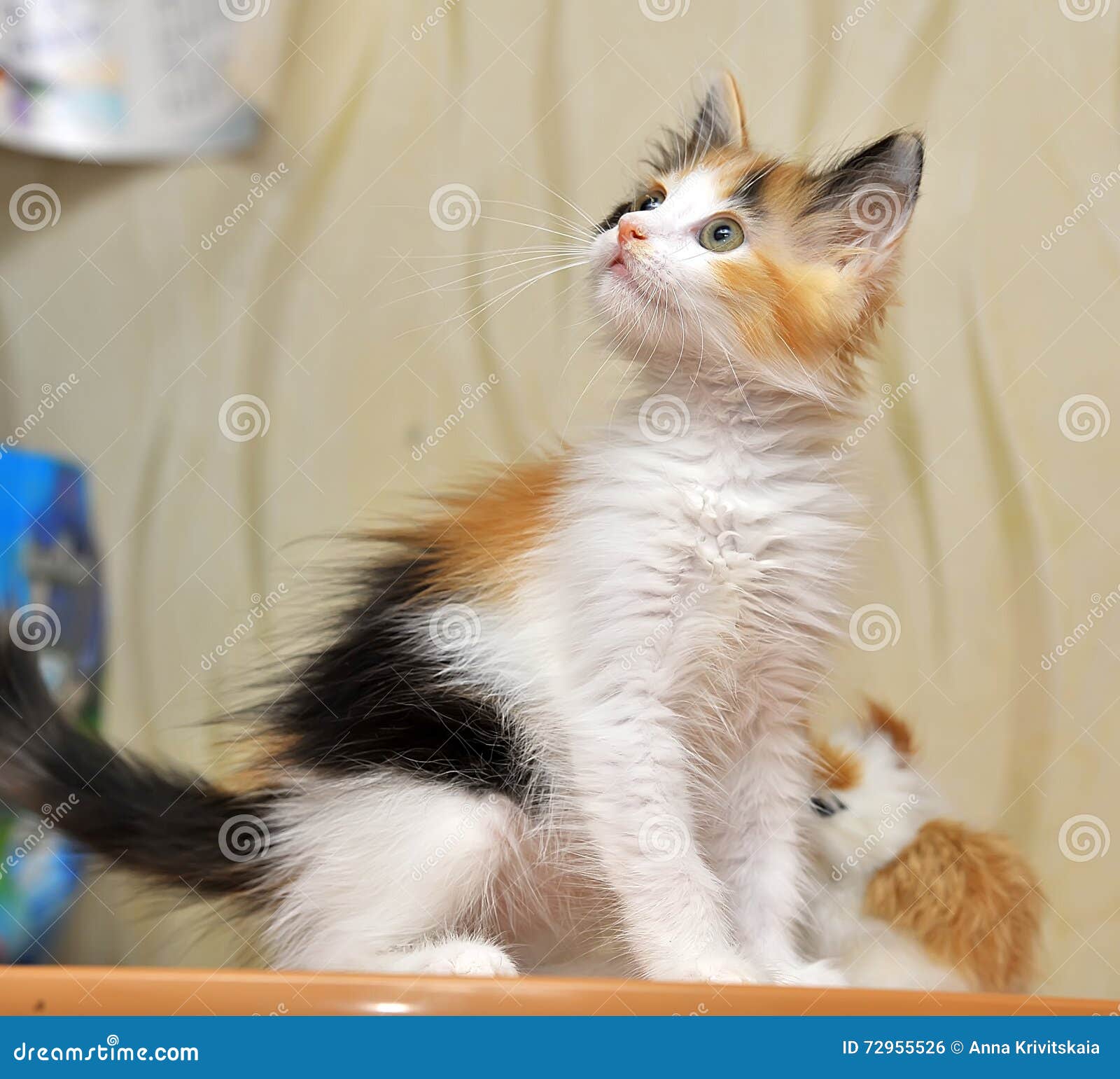Funny Playful Fluffy Kitten Stock Photo - Image of ears, cute: 72955526