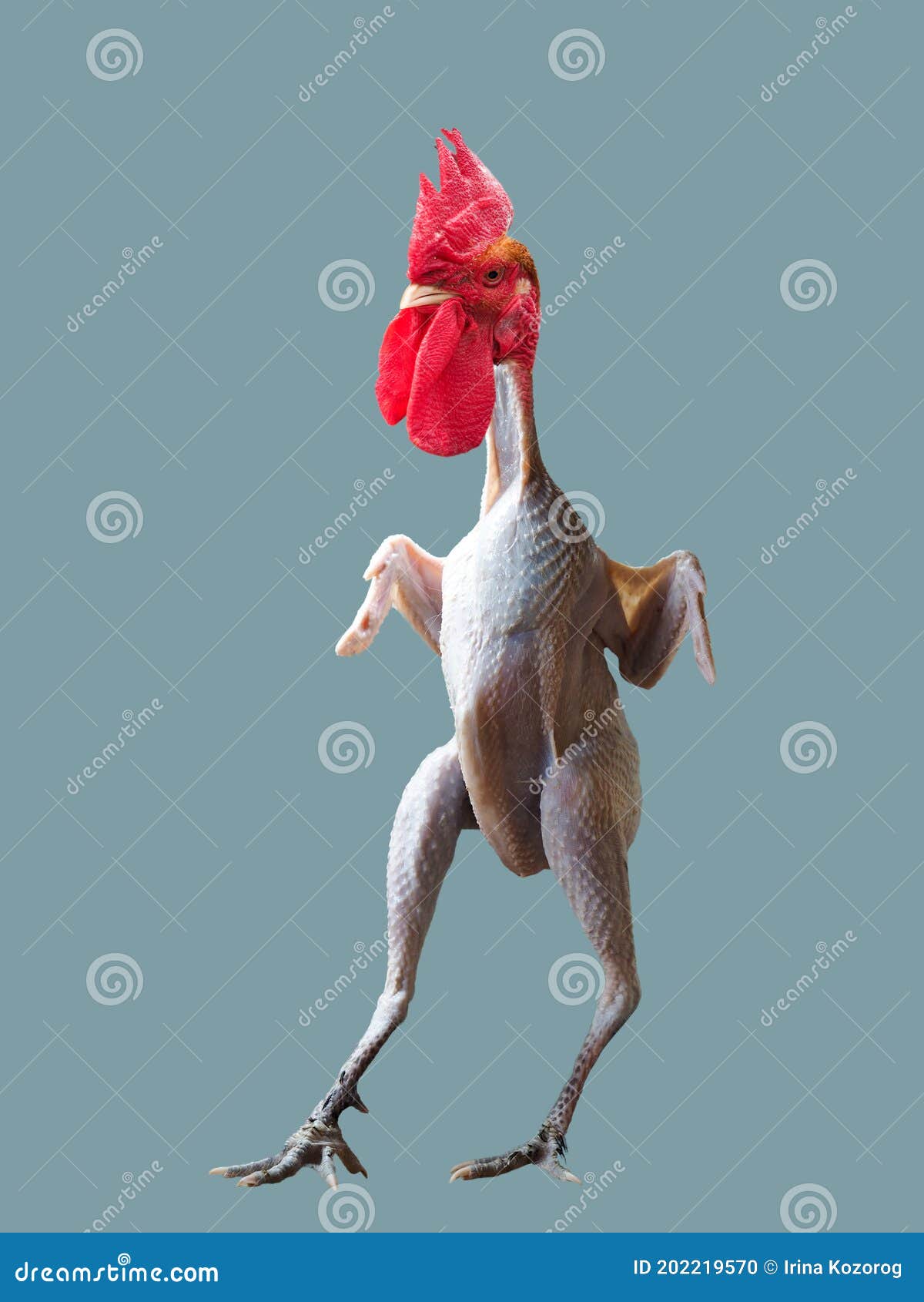 Plucked Rooster without Feathers Stock Photo - Image of concept, animal ...