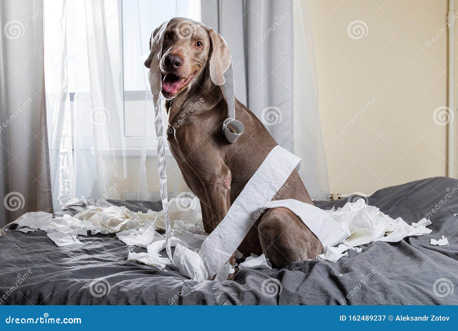 Funny Pointer Dog Playing with Toilet Paper Stock Image - Image of ... Funny Pointer Dog Playing with Toilet Paper Stock Image - Image of ...