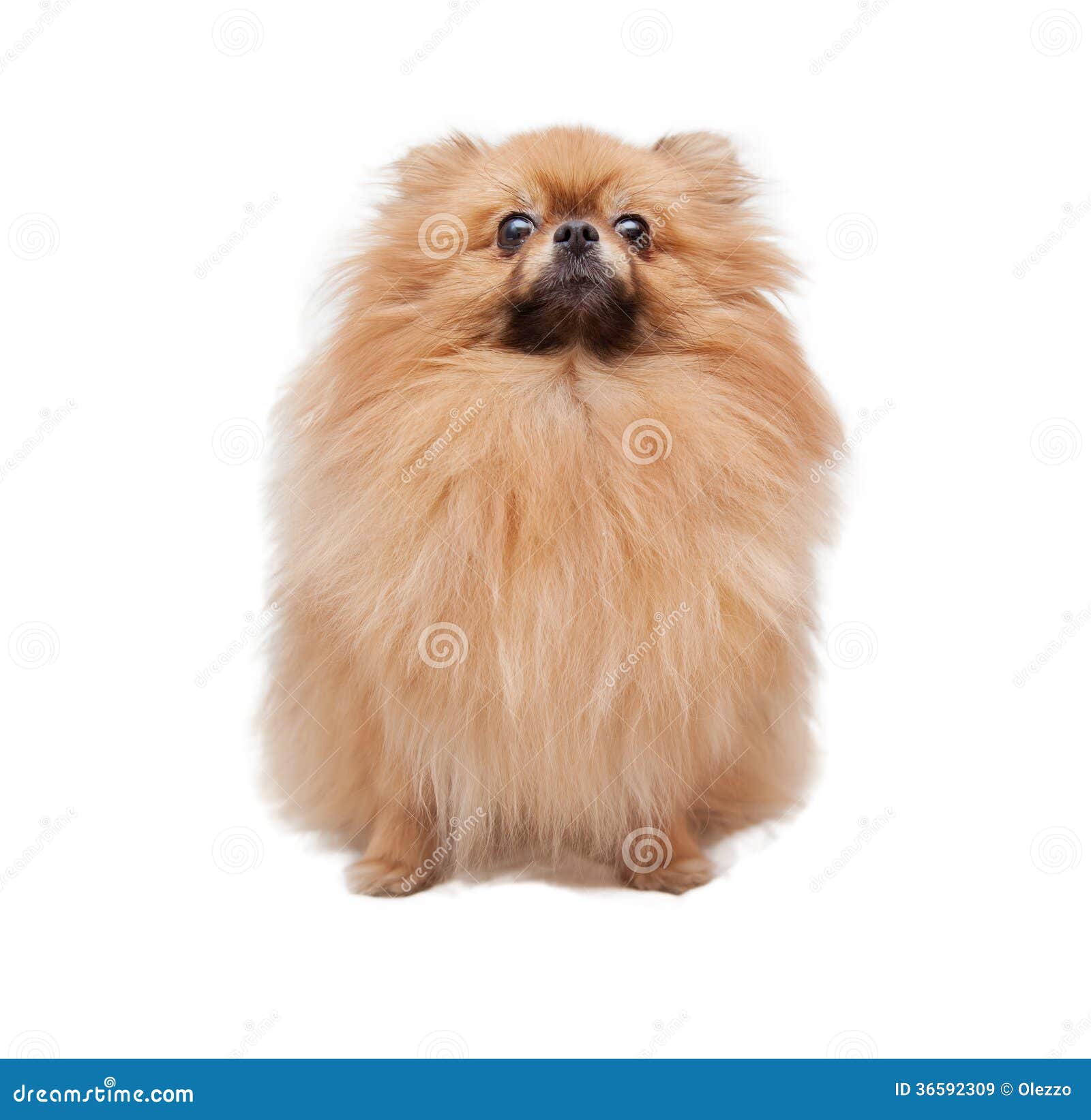 Funny Pomeranian Puppies Group Royalty-Free Stock Photography ...