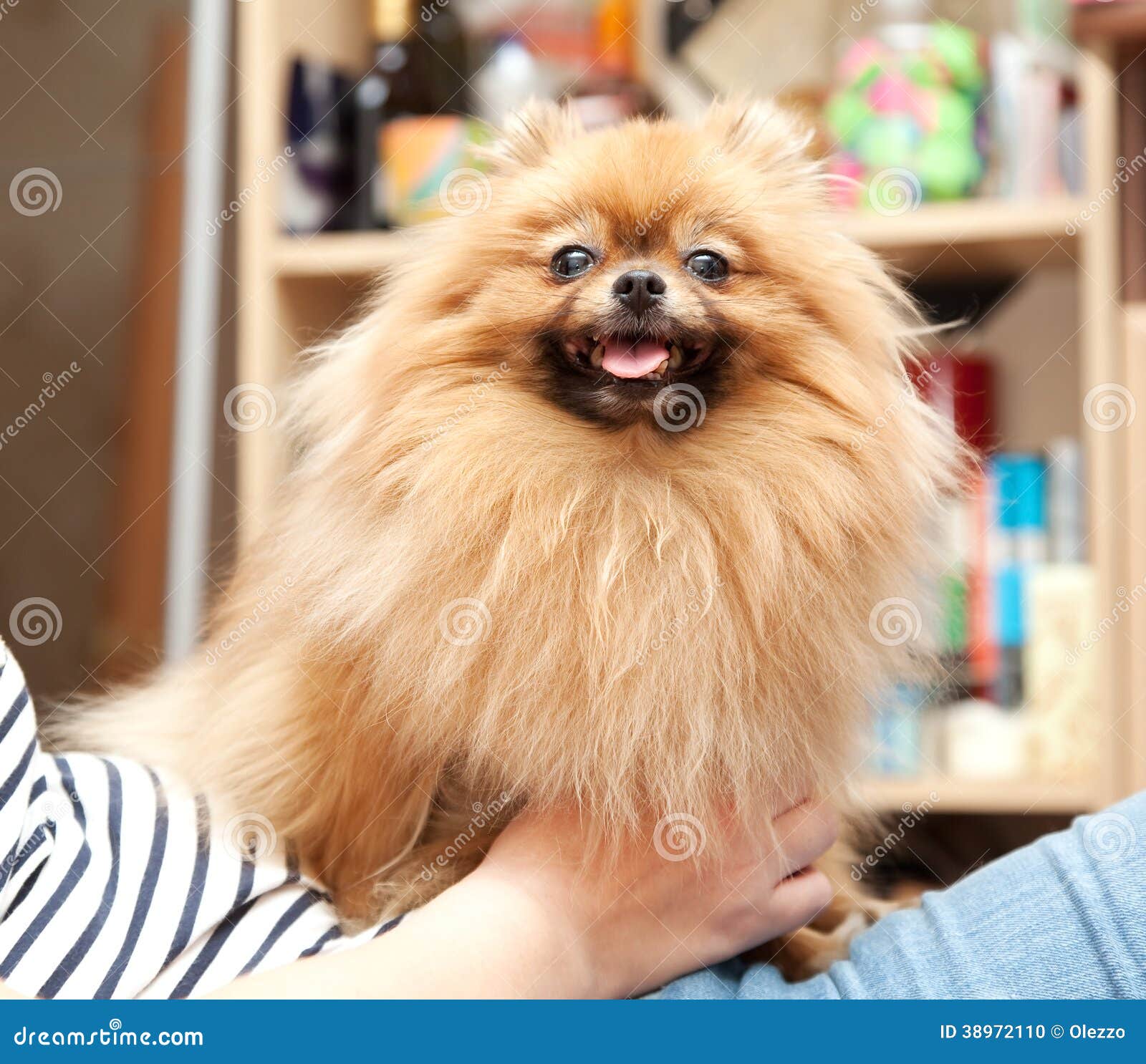 Funny Pomeranian Sits Hands Stock Photos - Free & Royalty-Free Stock ...