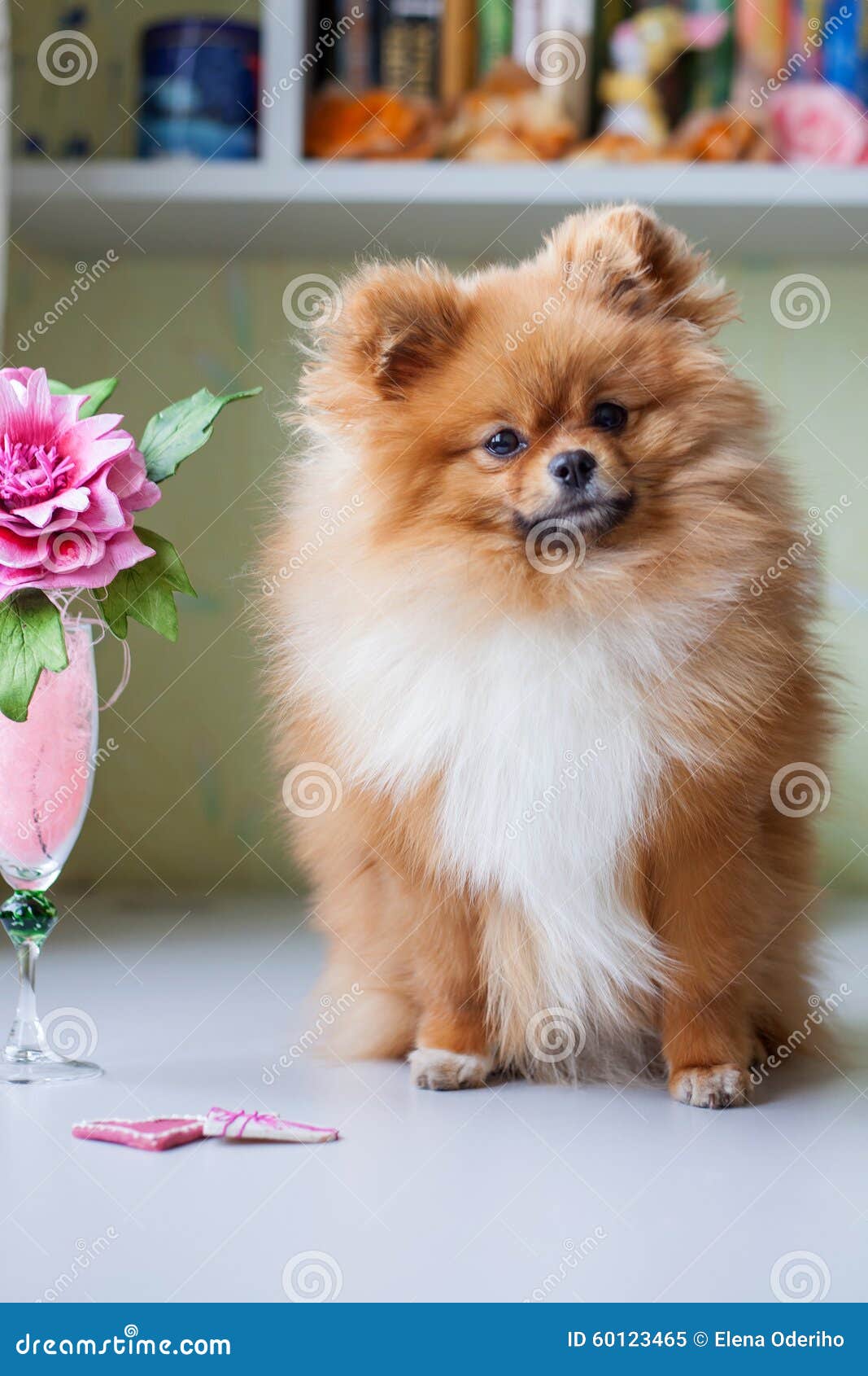 Funny Pomeranian Sitting in the Interior Stock Image - Image of ...
