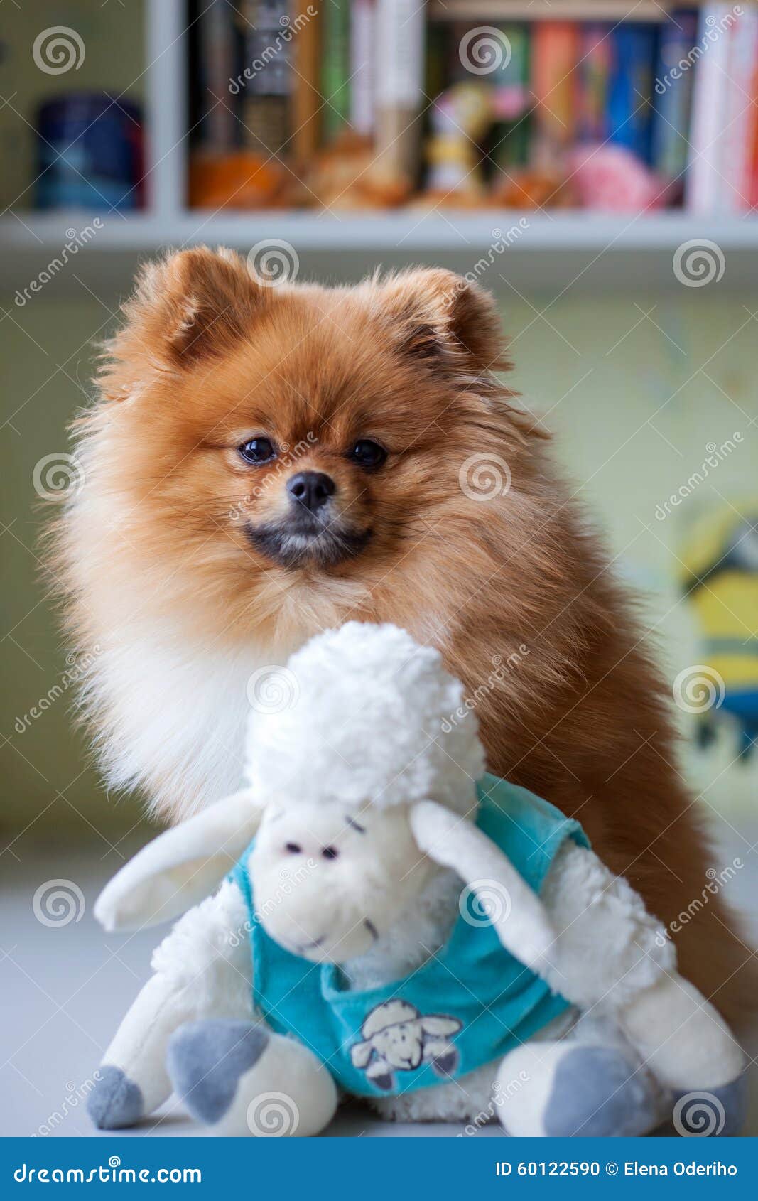 Funny Pomeranian with Toy Sitting in an Interior Stock Photo - Image of ...