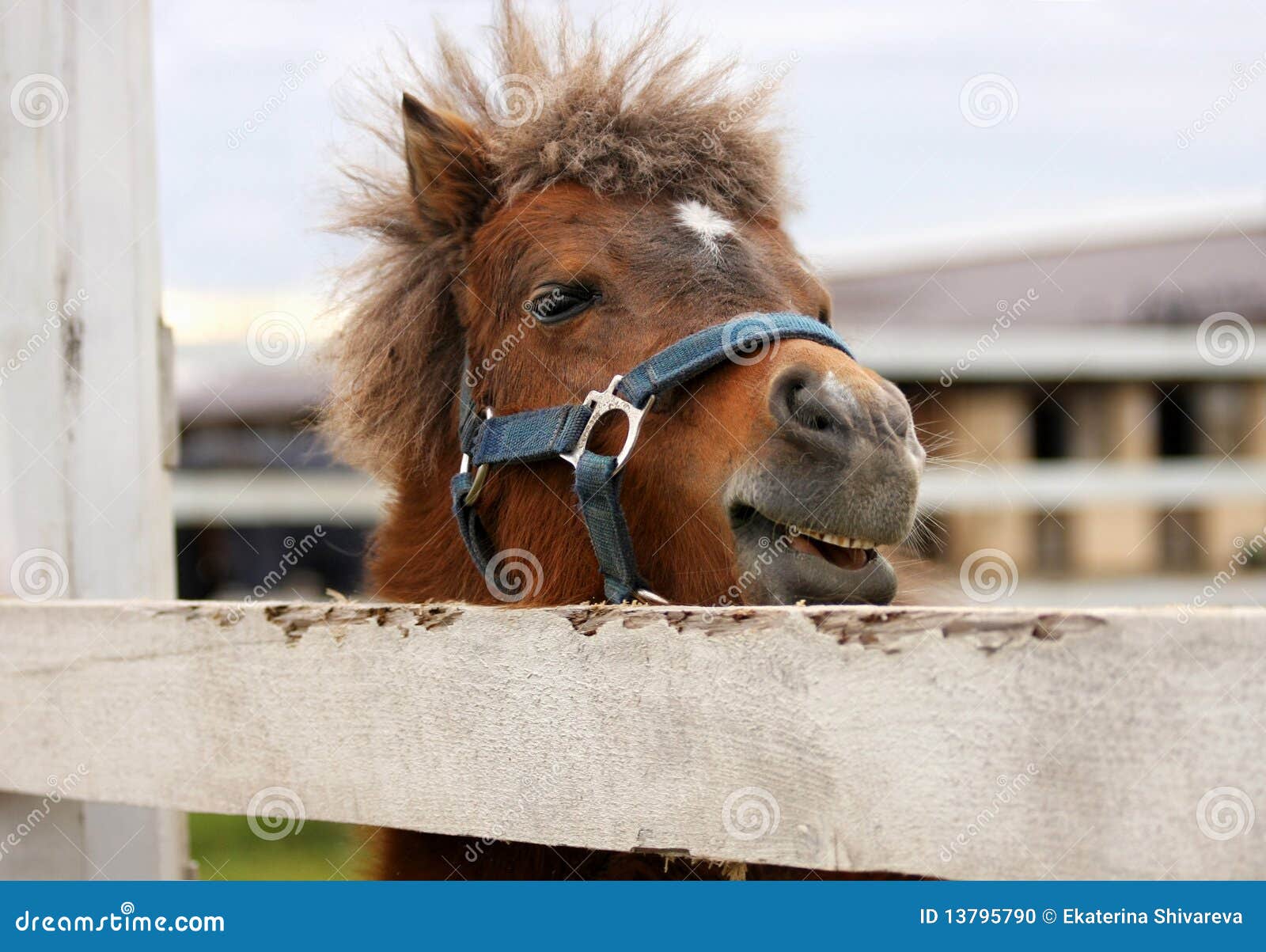 Funny pony stock photo. Image of norwegian, horses, main - 13795790