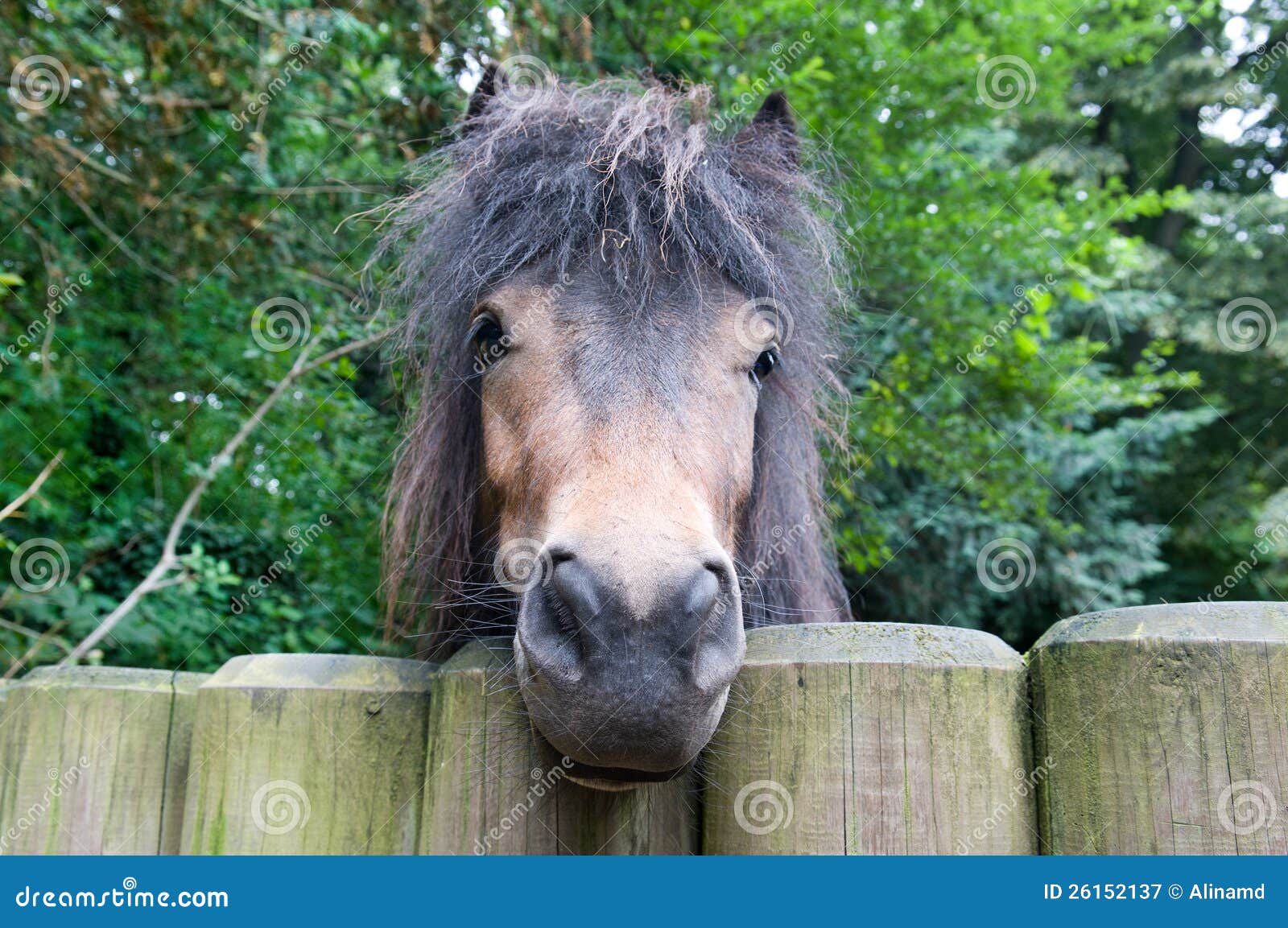 Funny pony stock image. Image of country, amusing, hair - 26152137