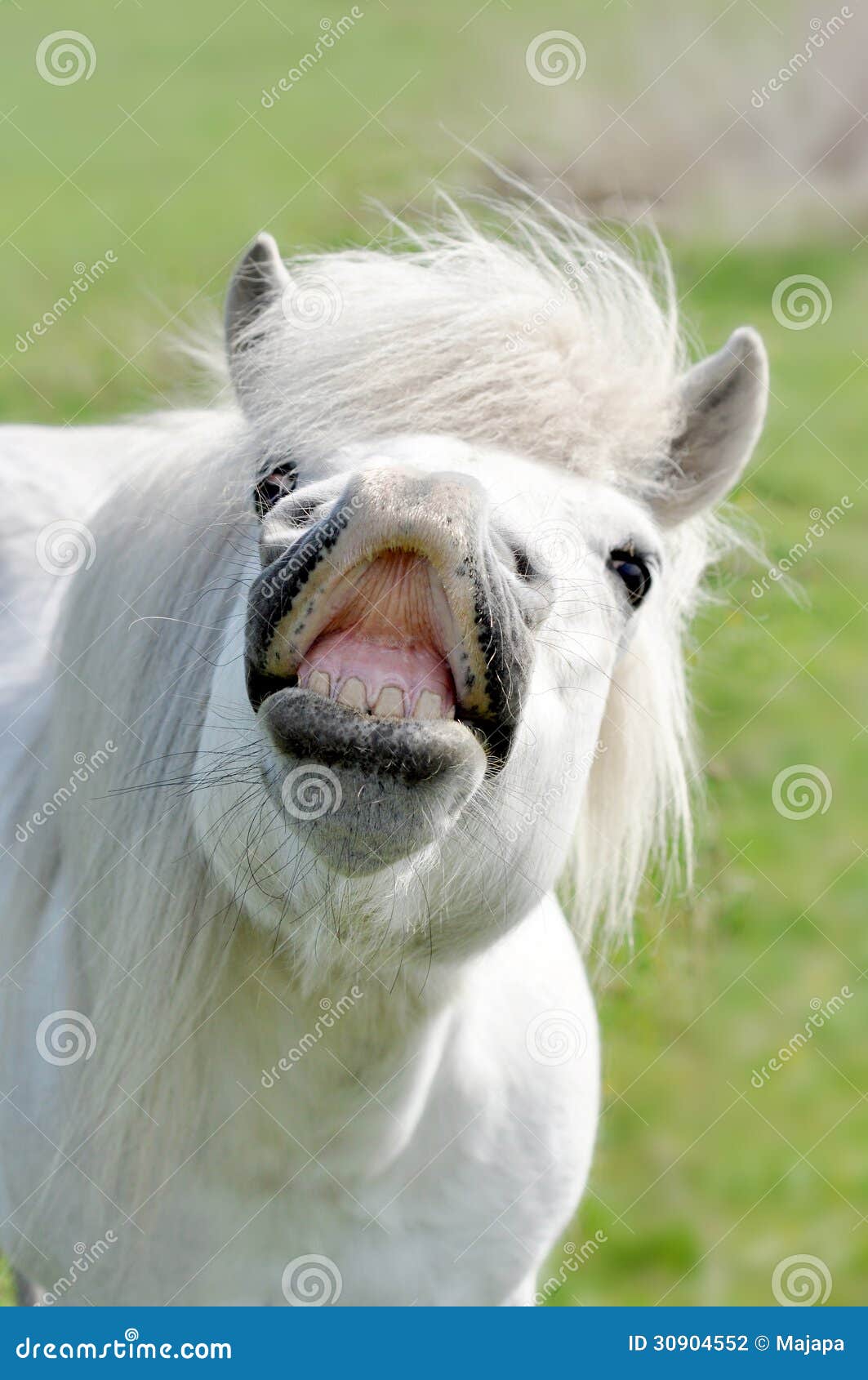 Funny Pony stock photo. Image of face, dentition, portrait - 30904552