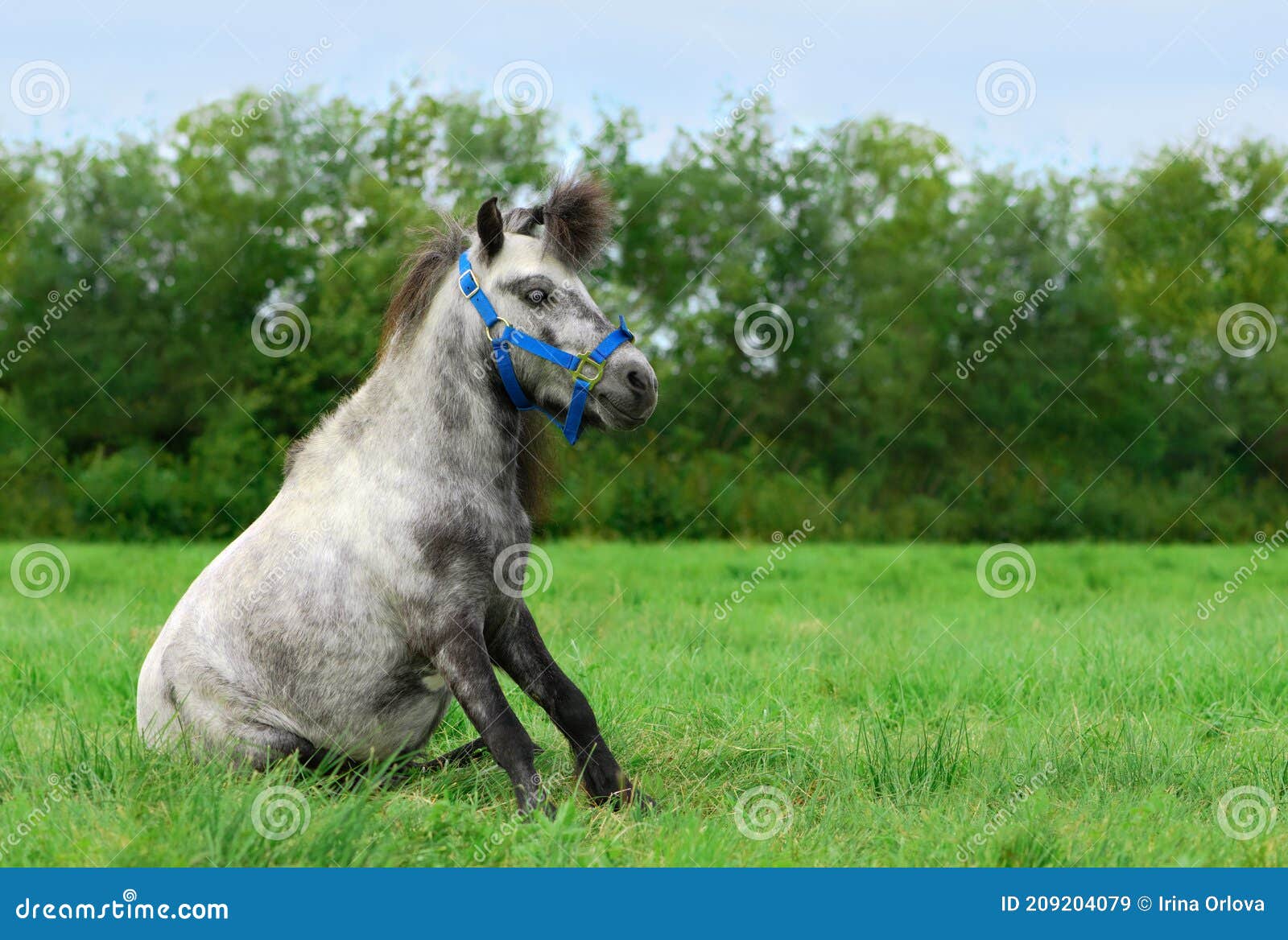 Funny Pony is Sitting on a Grass in Outdoors Stock Image - Image of ...