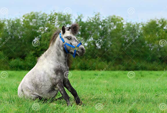 Funny Pony is Sitting on a Grass in Outdoors Stock Image - Image of ...